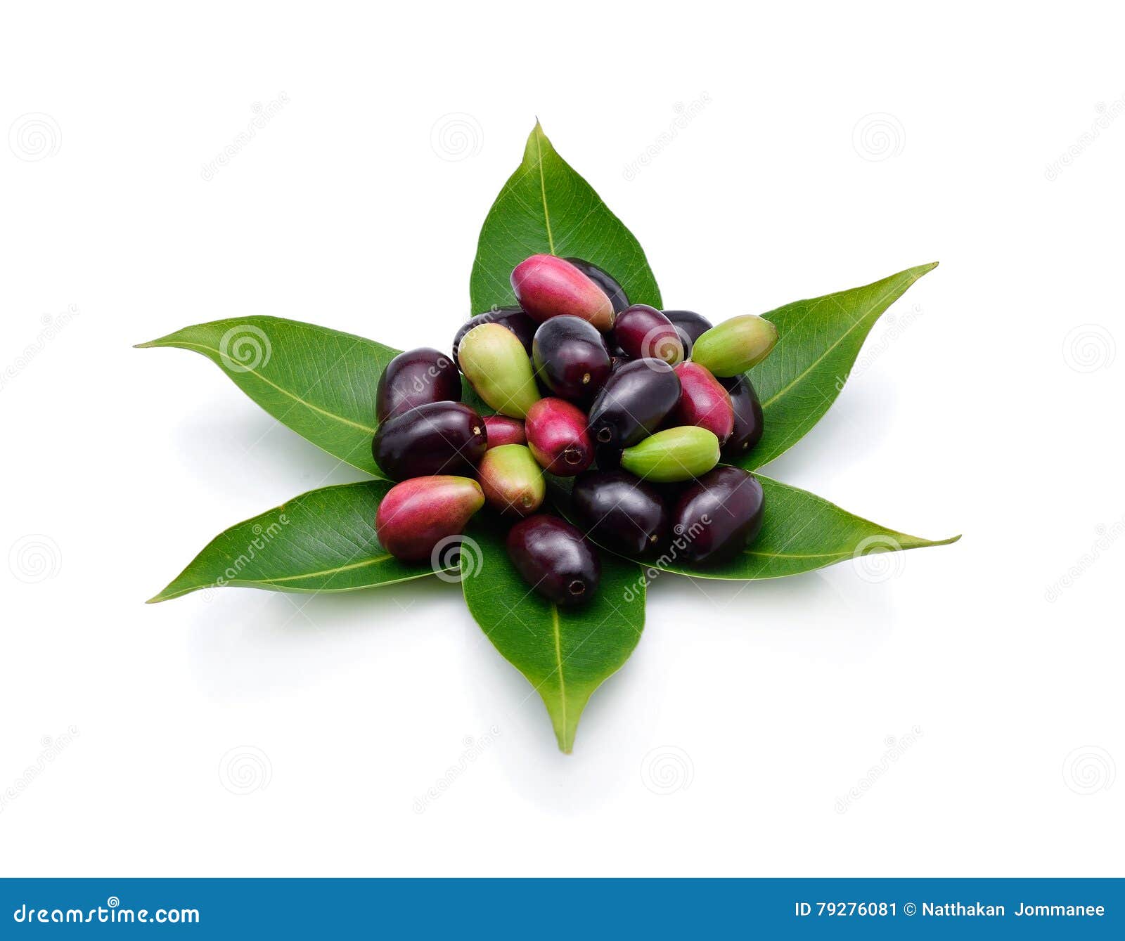 Jambolan plum or Java plum stock image. Image of naturally - 79276081