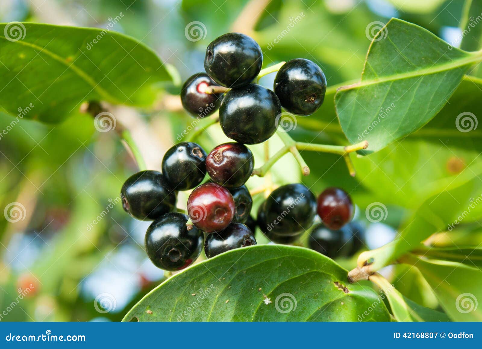 Jambolan Plum, Java Plum (Syzygium Cumini) Royalty-Free Stock ...