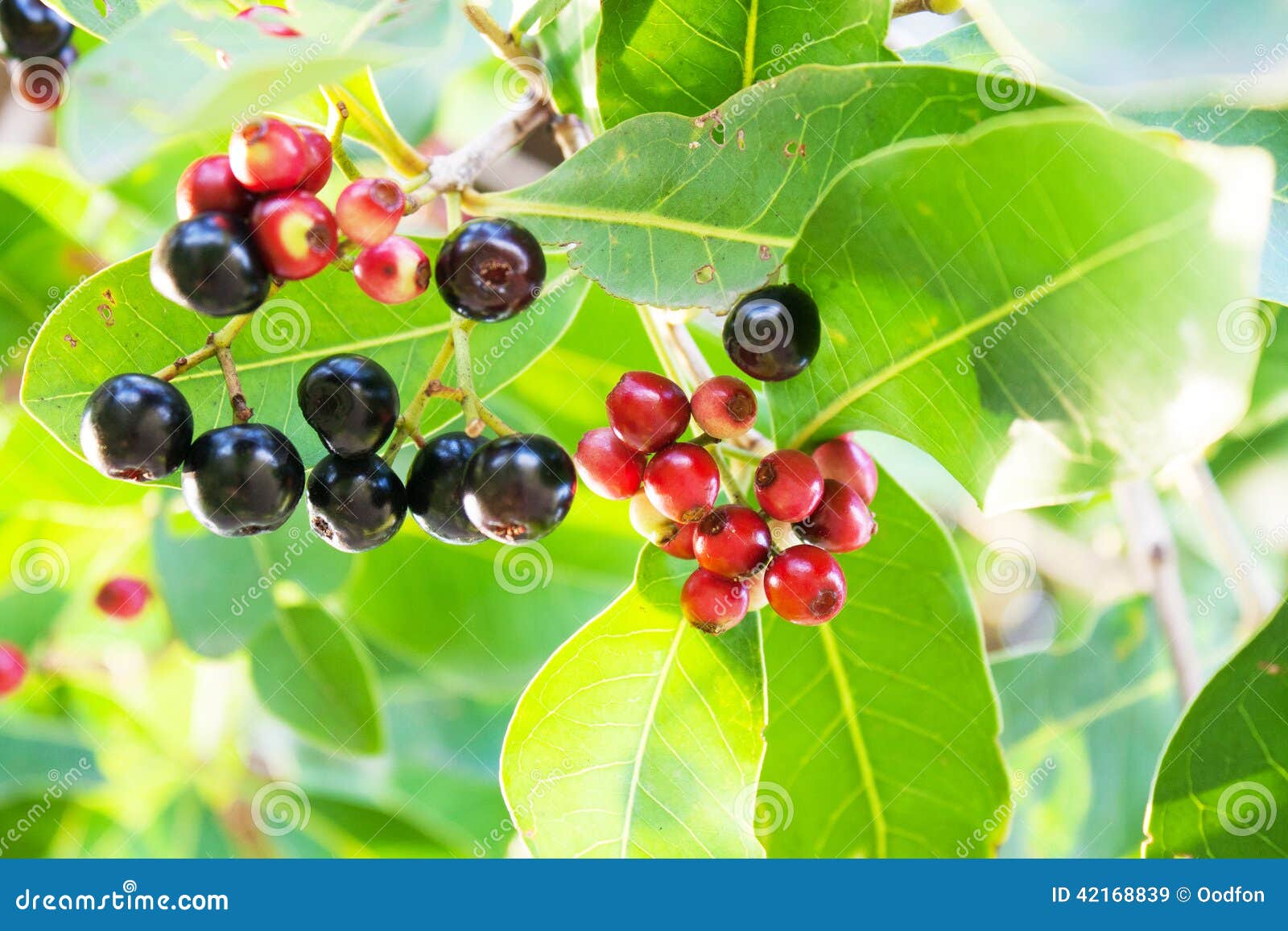 Jambolan plum stock image. Image of fruit, chain, cumini - 42168839