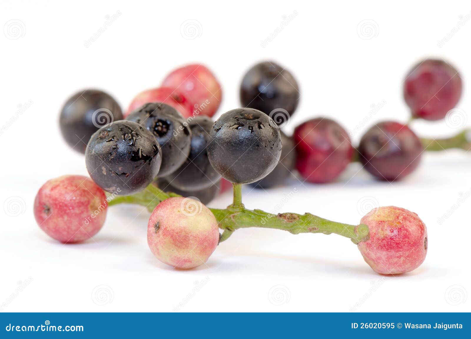 Jambolan (Syzygium Cumini (L.) Stock Image - Image of cumini, medicines ...