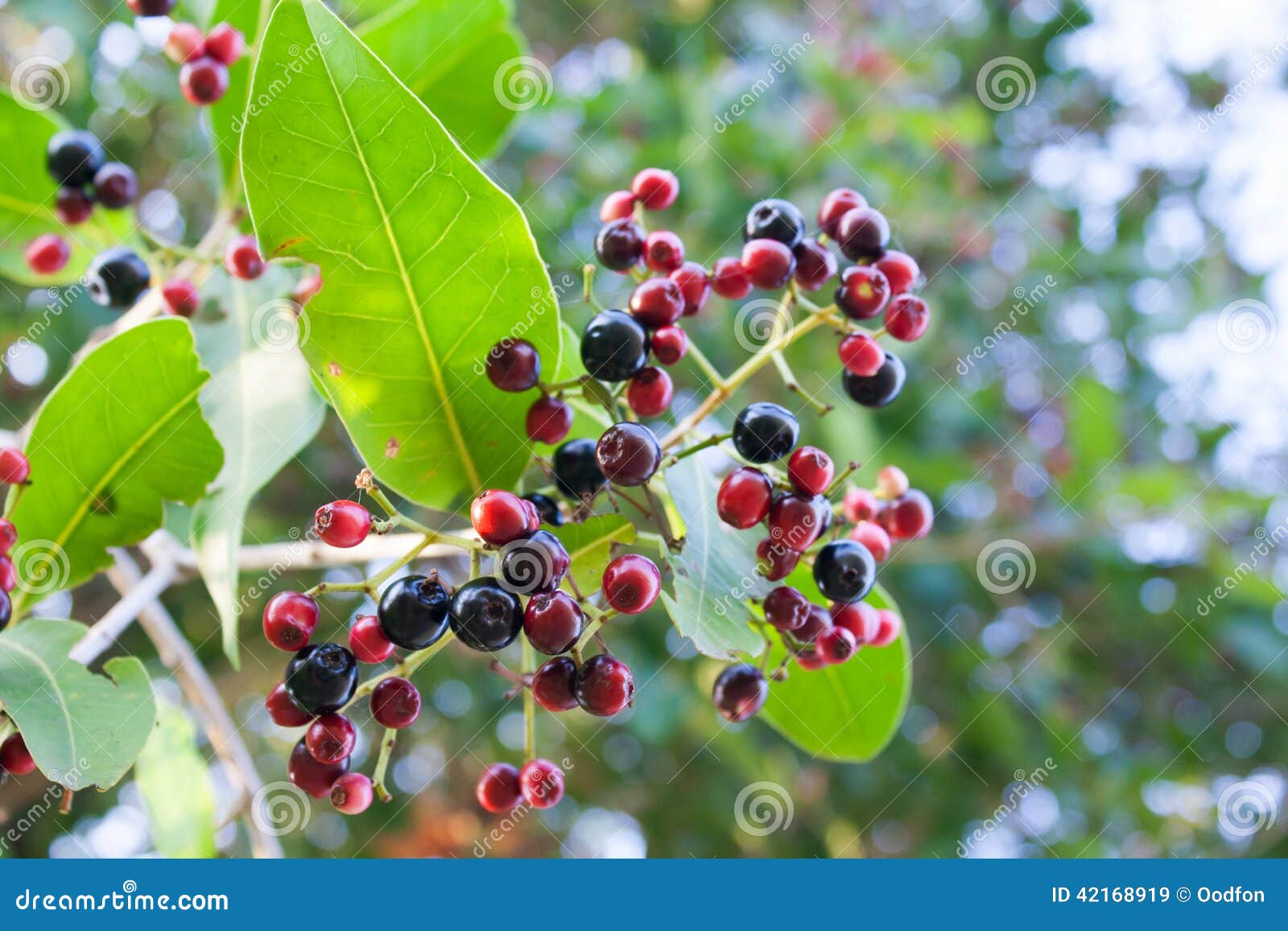 Jambolanpruim stock afbeelding. Image of nave, groen - 42168919