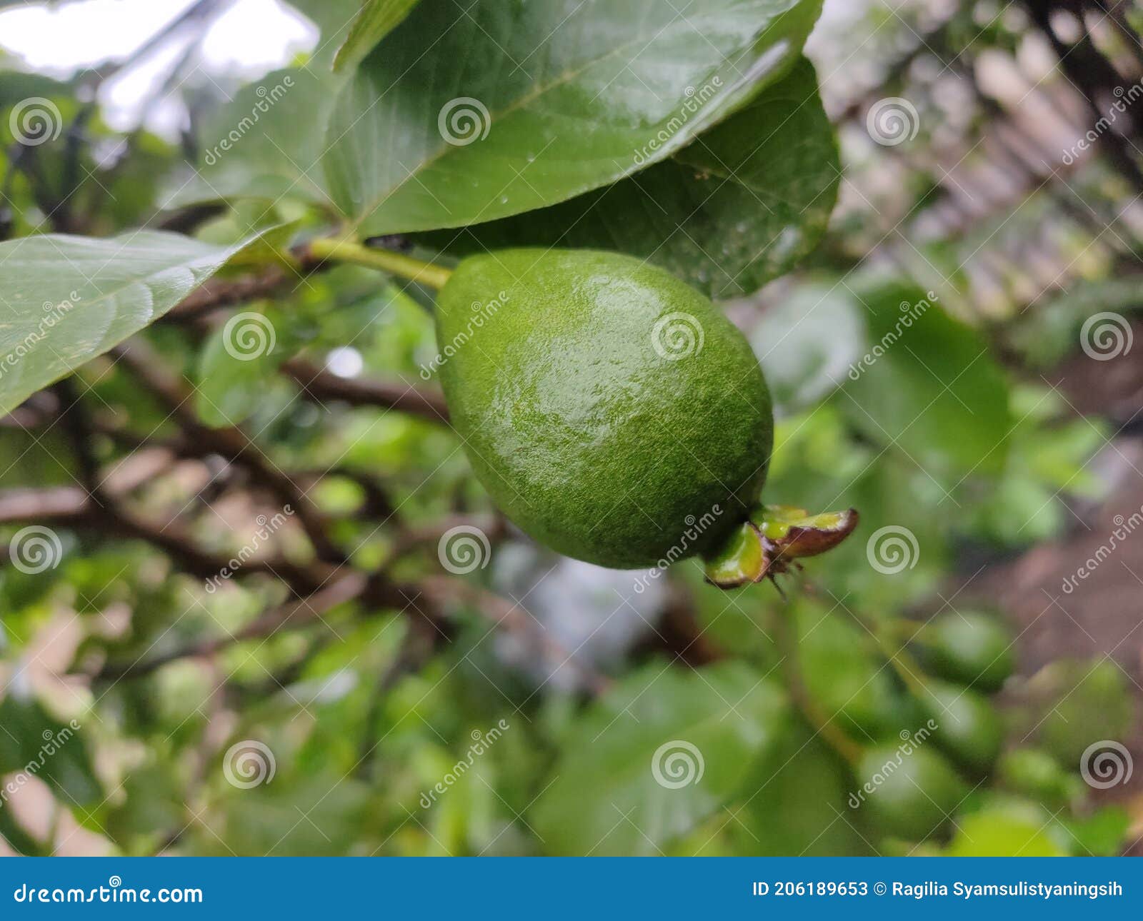 Jambu batu stock image. Image of berry, citrus, jambu - 206189653