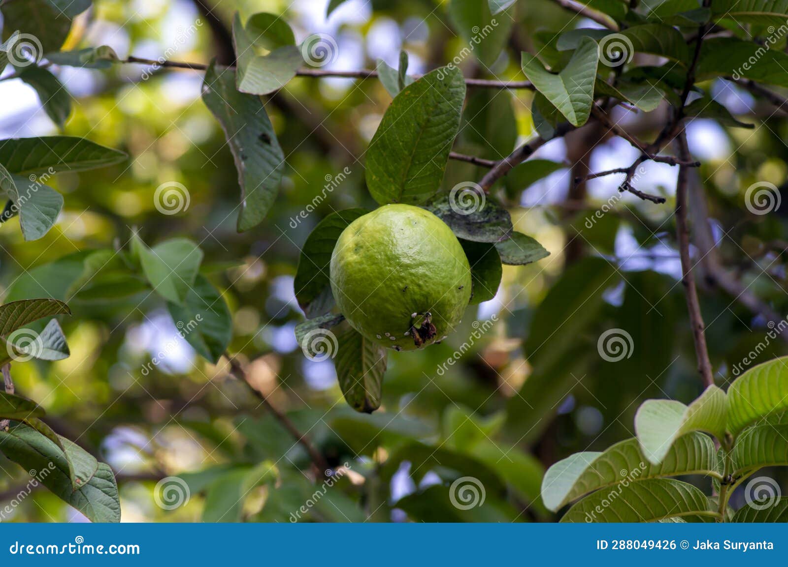Jambu Biji, Fresh Guava Fruit (Psidium Guajava) Hanging on the Tree ...