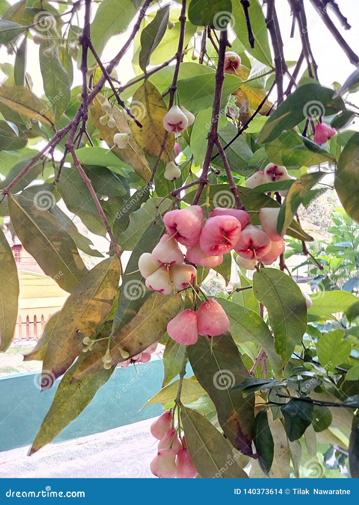 JAMBU foto de archivo. Imagen de fruta, color, rosa - 140373614