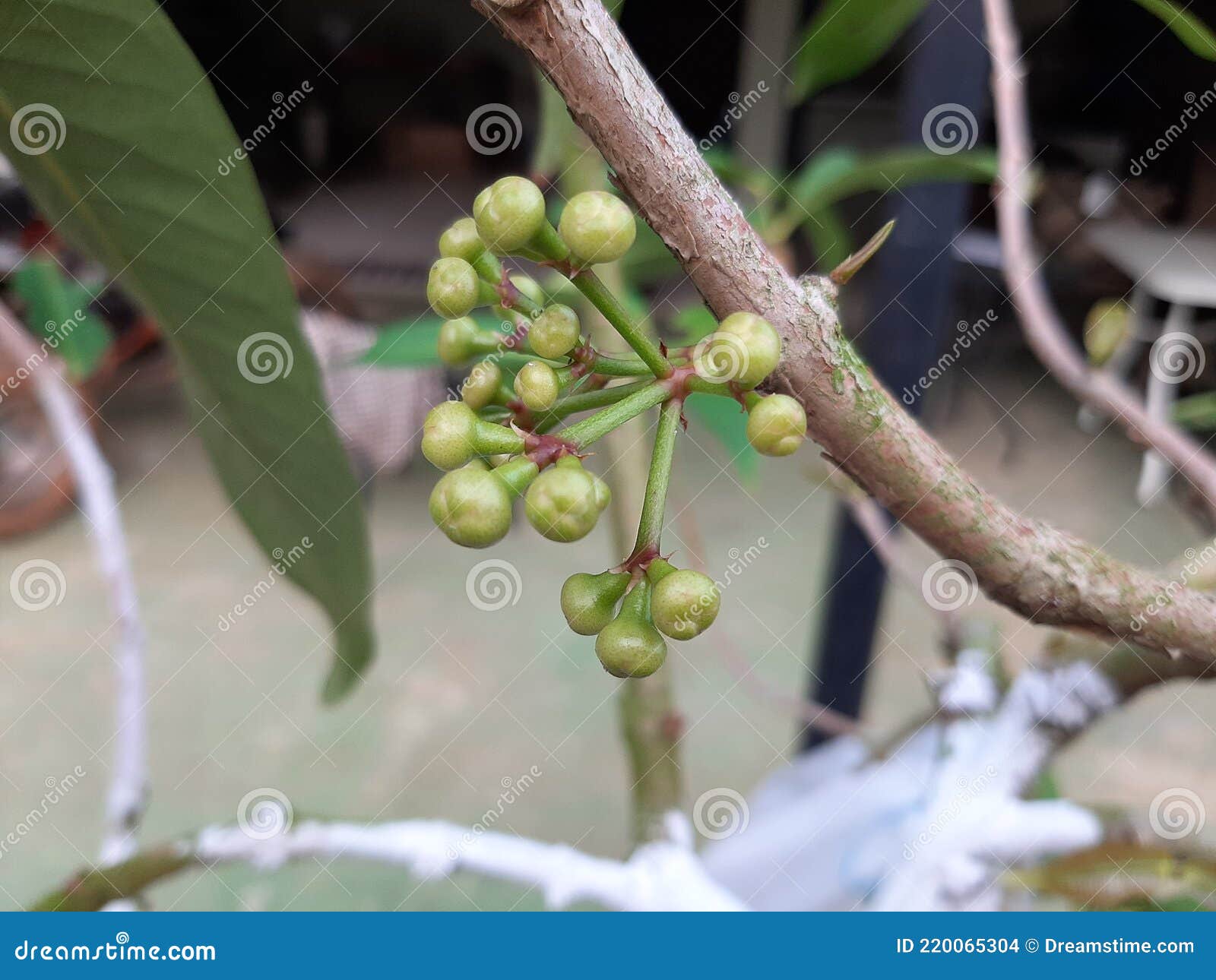 Guava herb green garden stock photo. Image of evergreen - 220065304