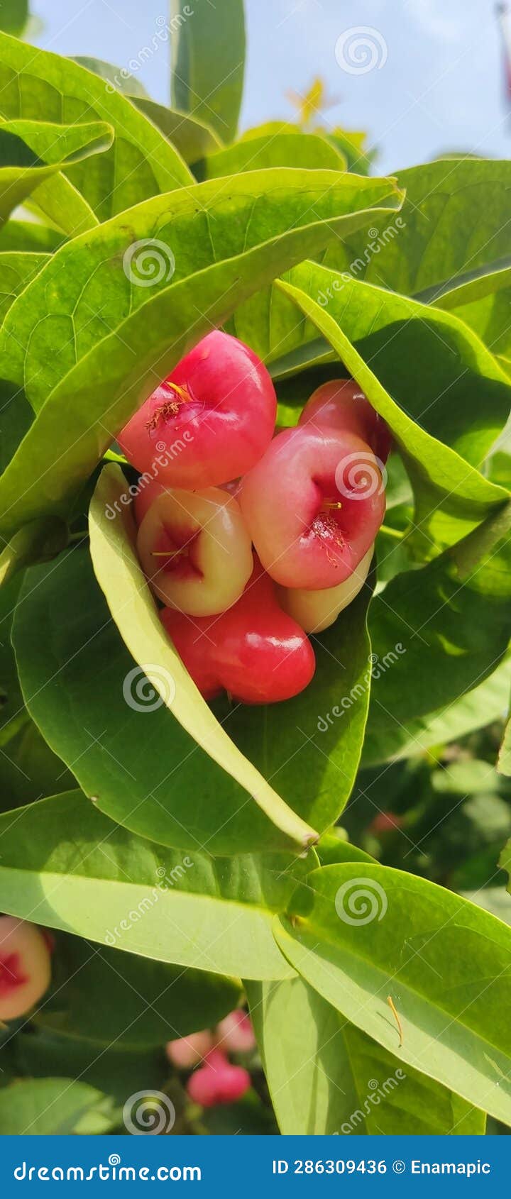 Jambu Kancing Stock Photos - Free & Royalty-Free Stock Photos from ...