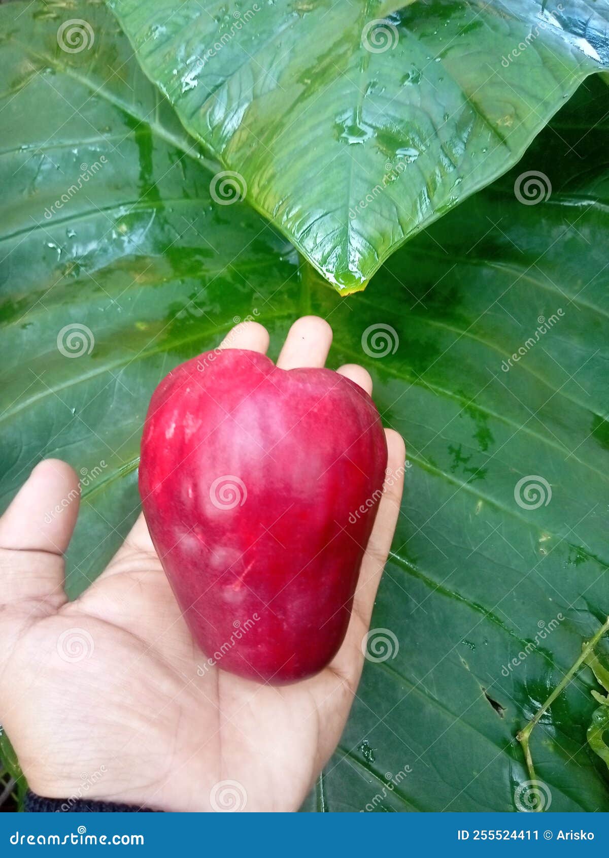Jambu boll from Indonesia stock image. Image of plant - 255524411