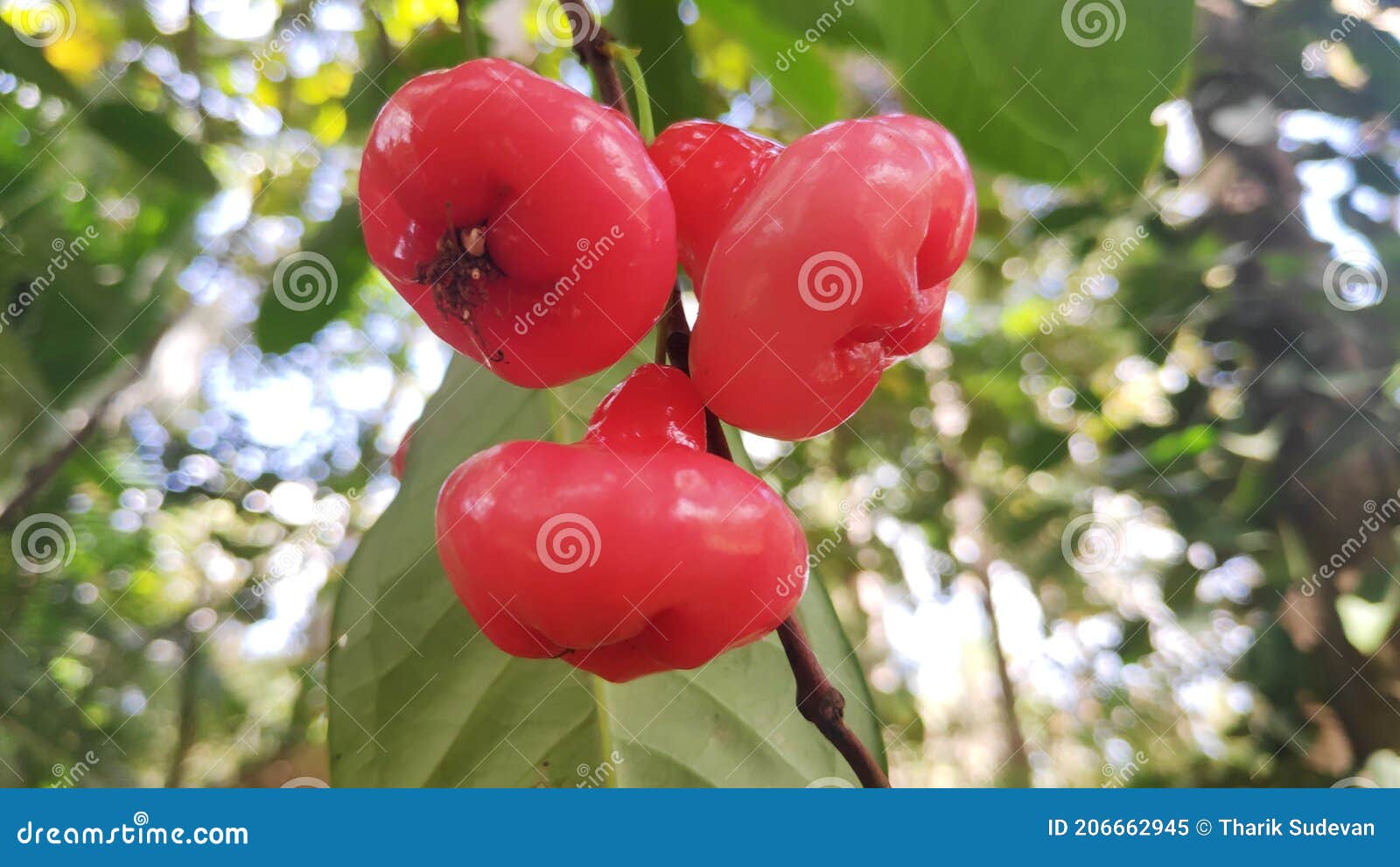 Jambu Rose Water Wax Apple Fruit Stock Image - Image of nutrient, fruit ...