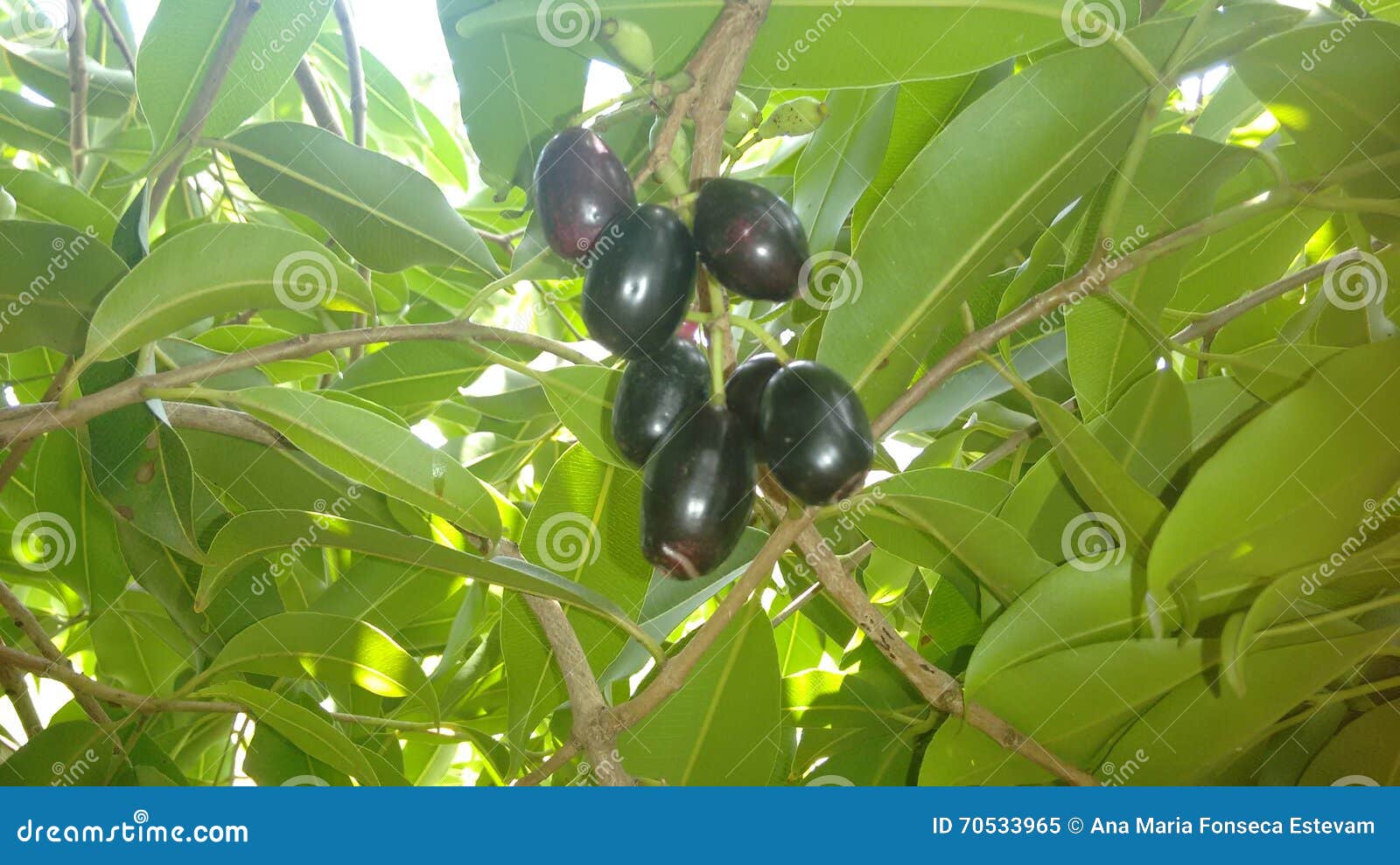 Jambul fruit stock image. Image of jamelapound, sweet - 70533965
