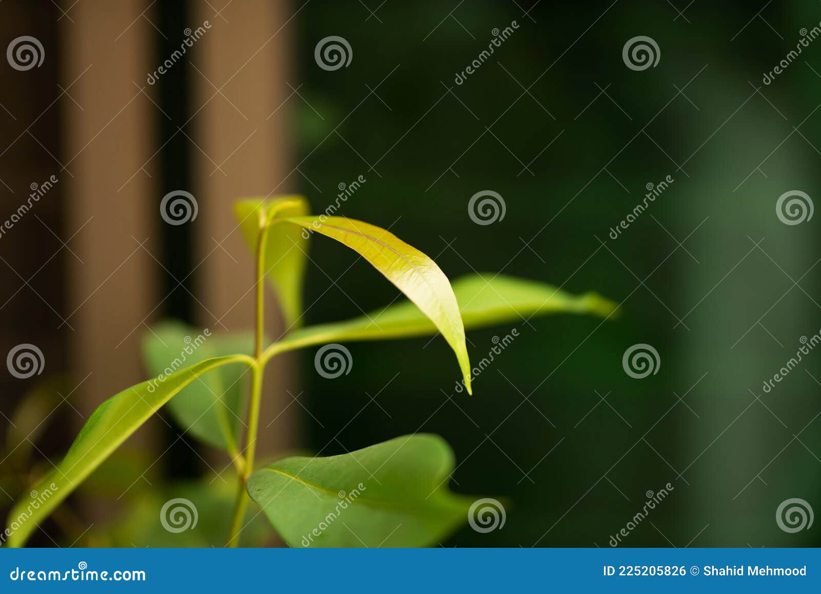 Jambul Leaves, Java Plum or Jambul Leaves Green Stock Photo - Image of ...