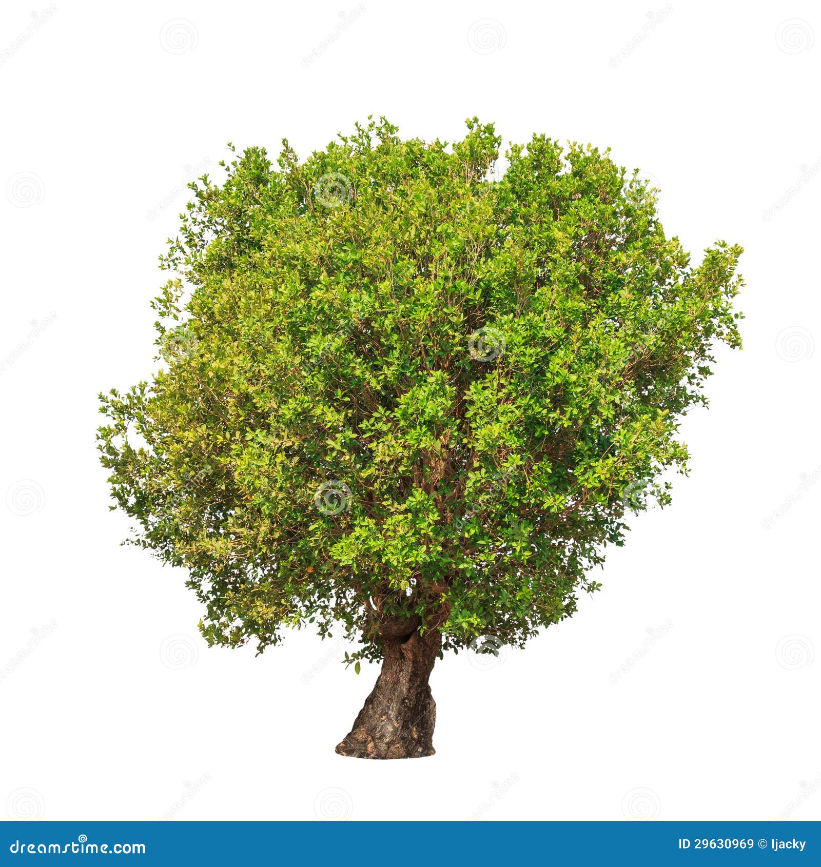 Jambul (Syzygium cumini) stock image. Image of growth - 29630969