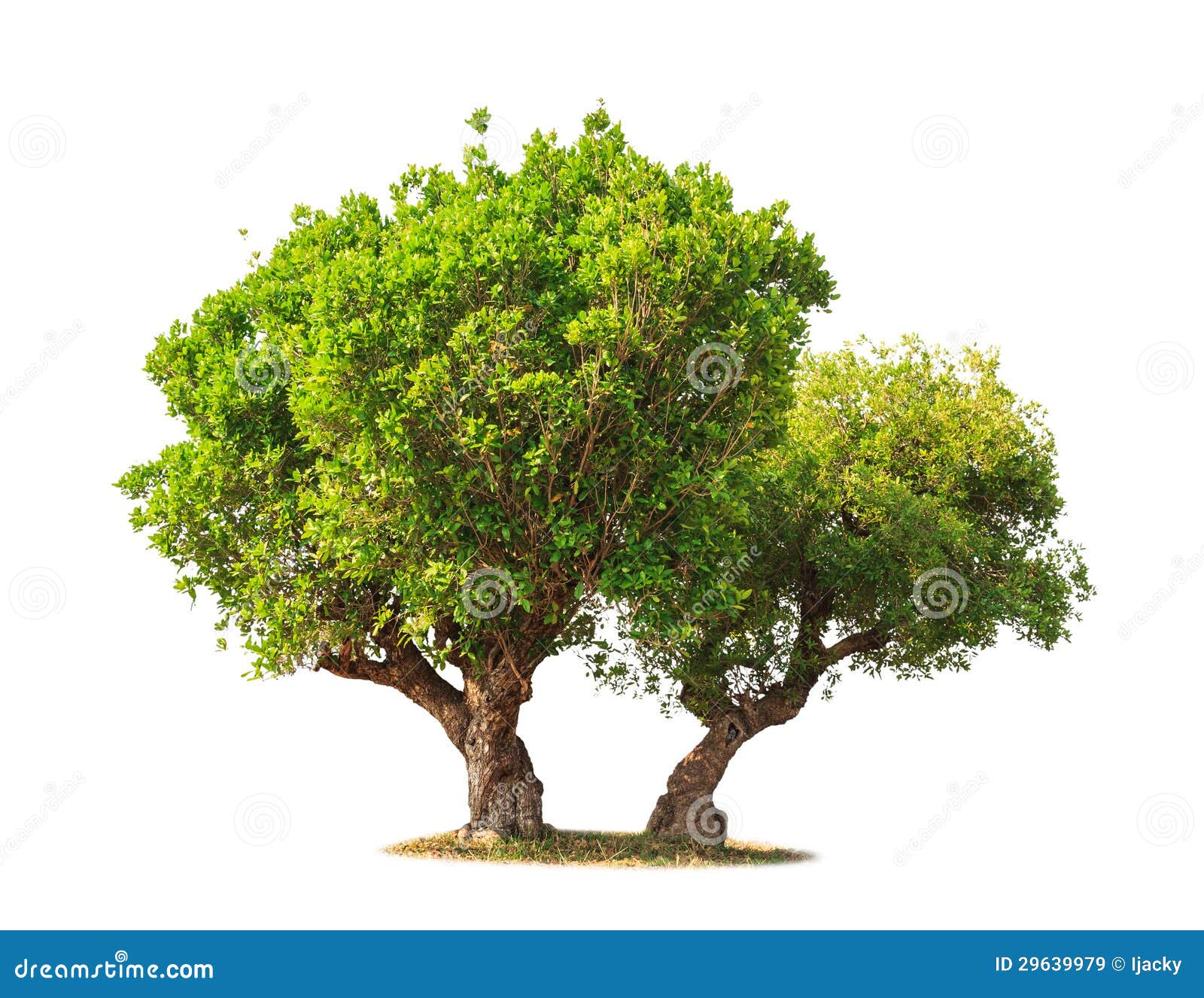 Jambul (Syzygium cumini) stock image. Image of element - 29639979