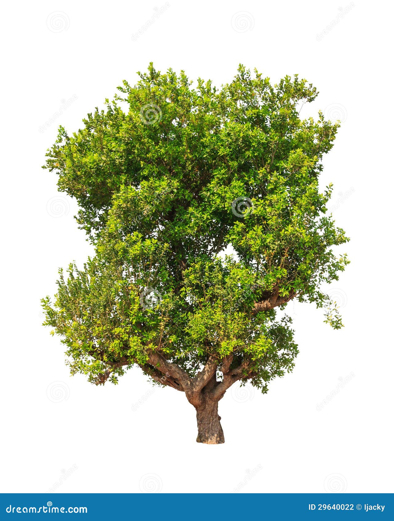 Jambul (Syzygium cumini) stock photo. Image of green - 29640022