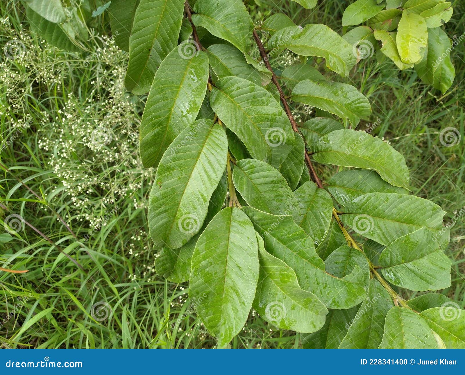 Jamfal leaves image stock photo. Image of fruit, deciduous - 228341400