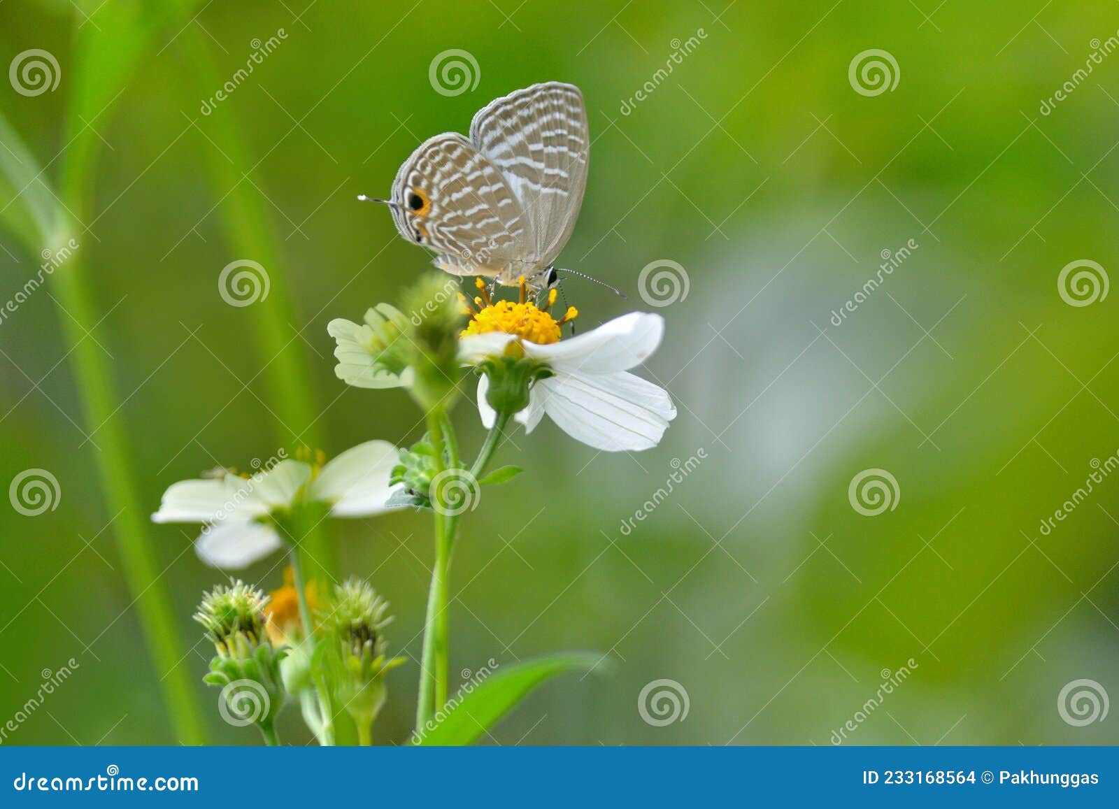 Indomalayan Realm Stock Photos - Free & Royalty-Free Stock Photos from ...