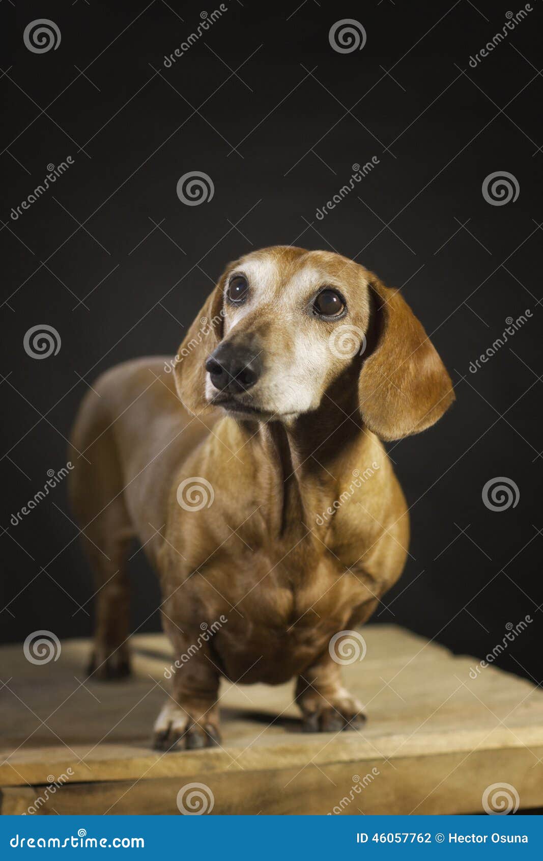 Jamnik zdjęcie stock. Obraz złożonej z domowy, szczeniak - 46057762