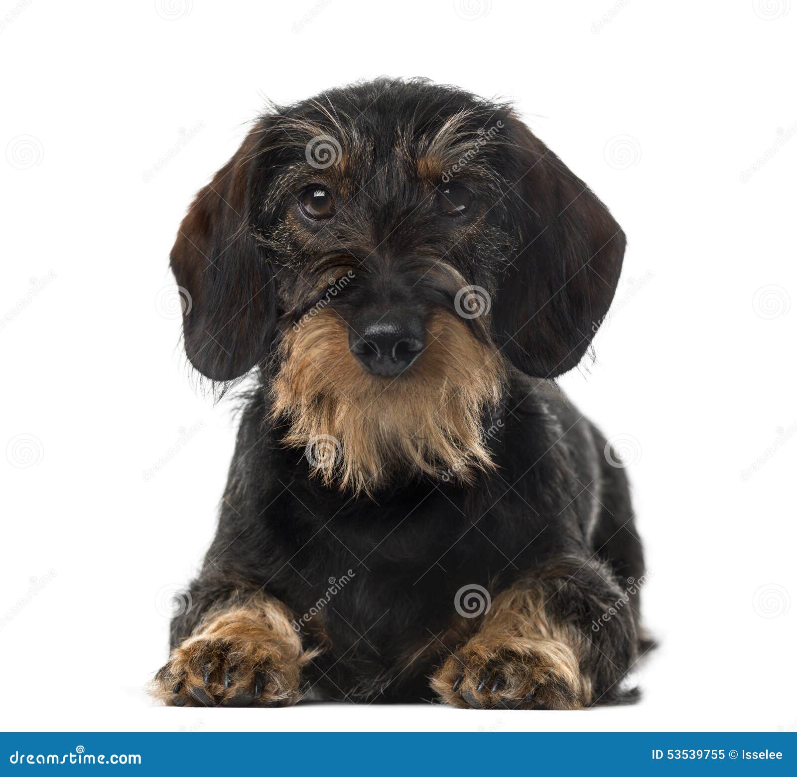 Jamnik przed białym tłem obraz stock. Obraz złożonej z pies - 53539755