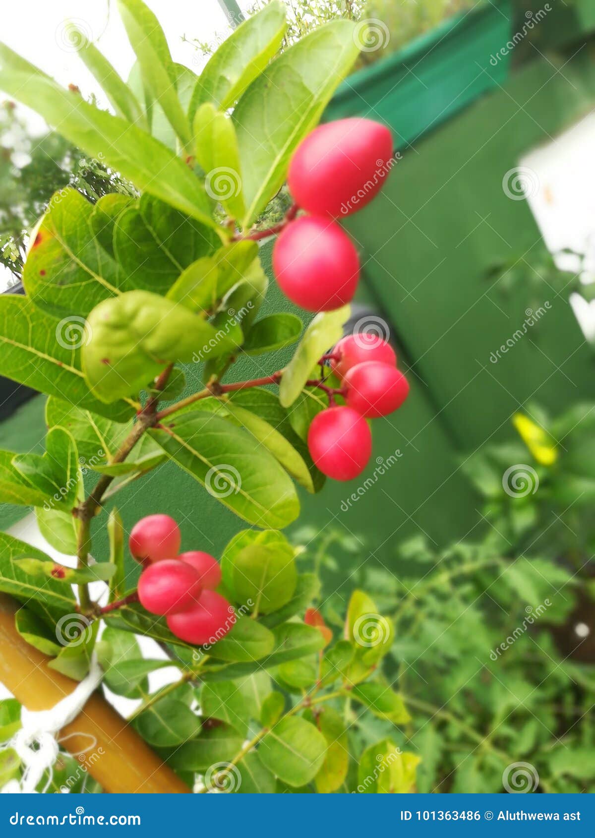 A jamson tree stock photo. Image of tree, garden, jamson - 101363486