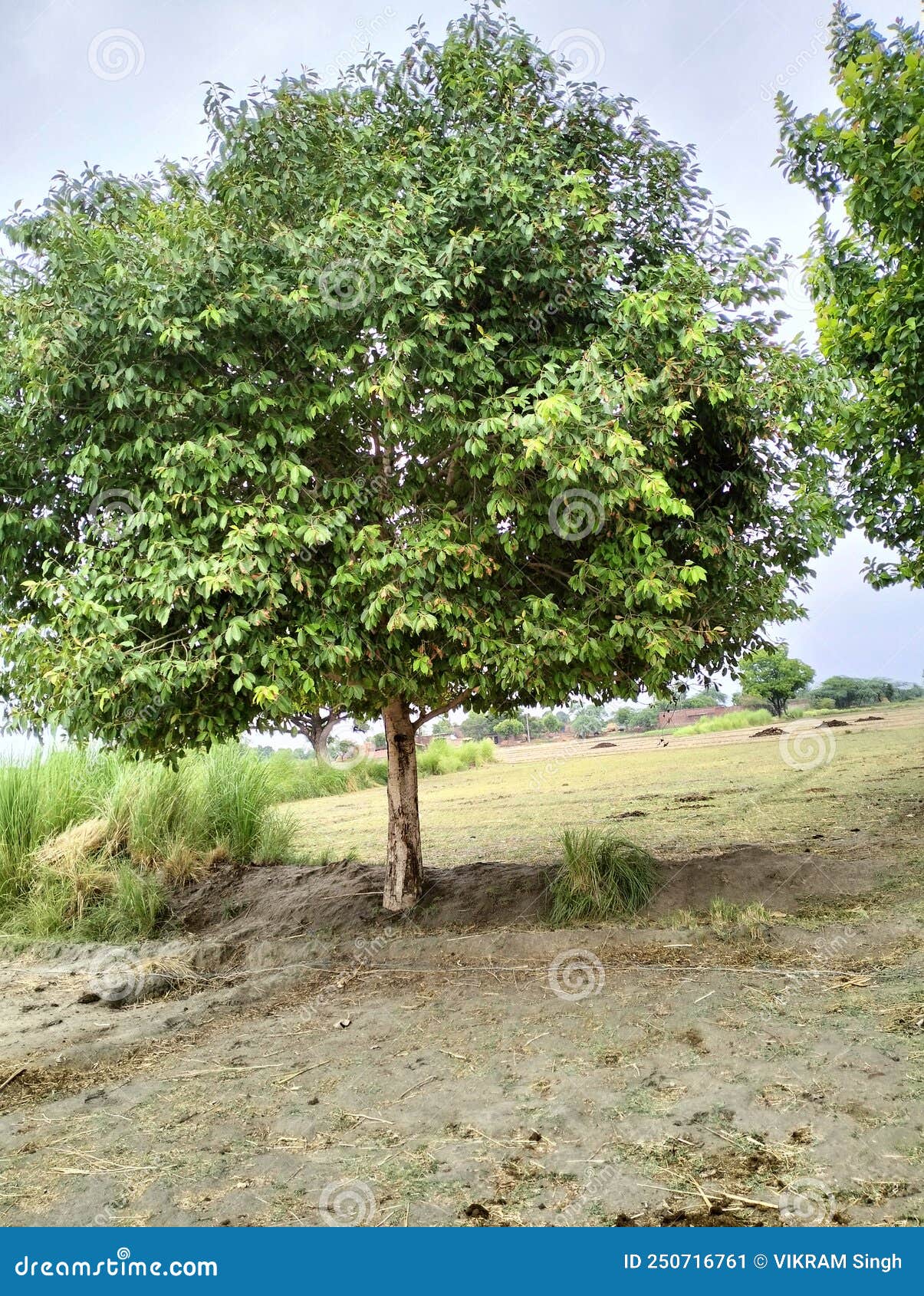 Jamun tree stock image. Image of tree, jamun, grass - 250716761