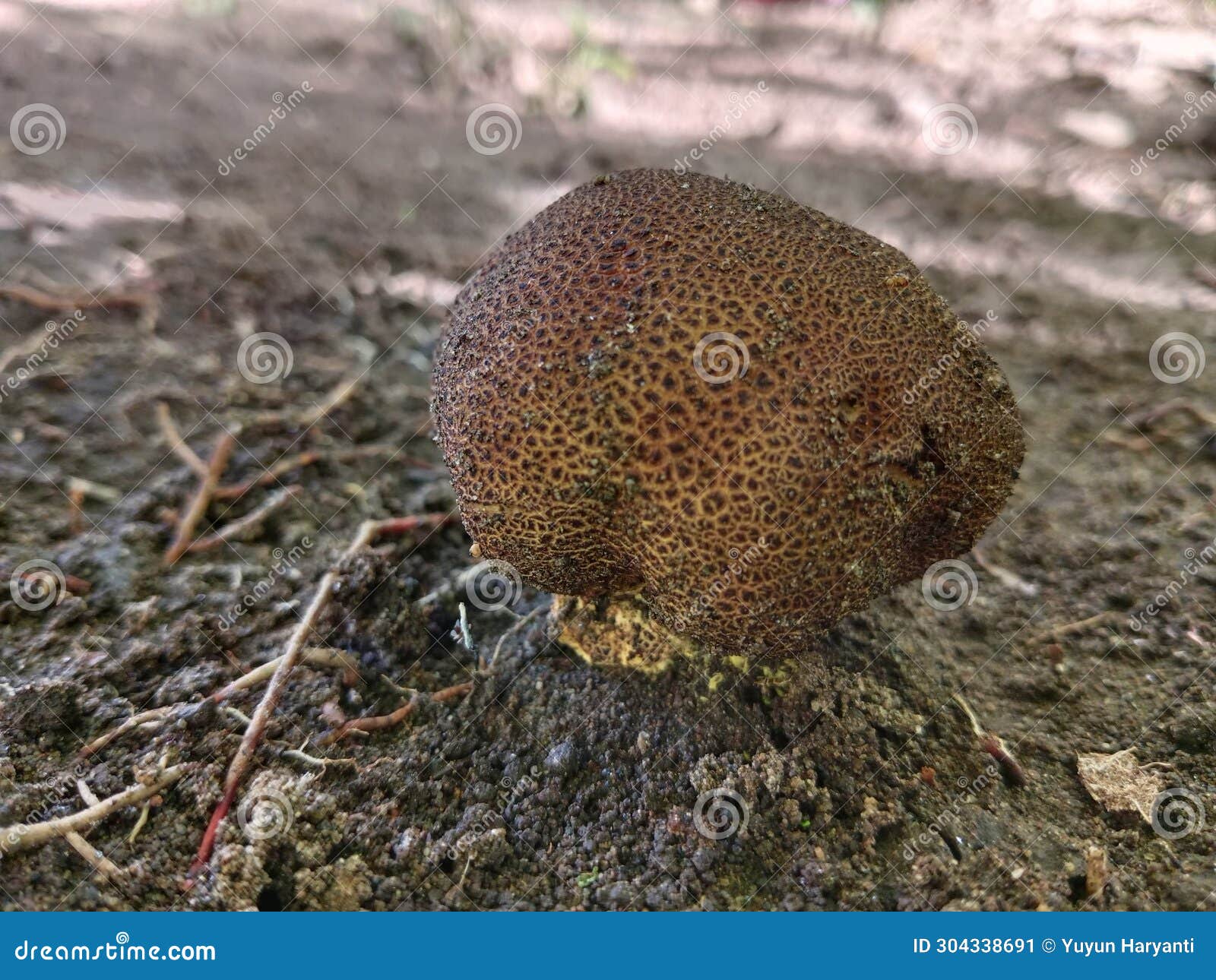 Jamur so in Java or Scleroderma Grows in Wet Soil, Has a Brownish Black ...