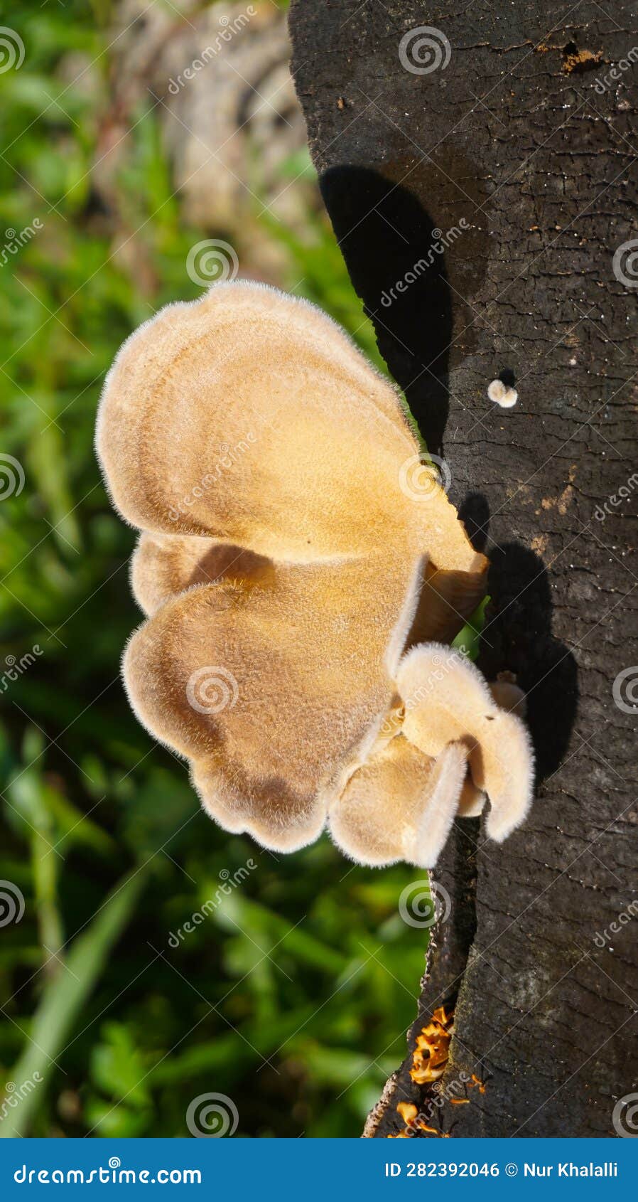 The Fungus Panus Fasciatus & X28;Hairy Trumpet& X29; Grows On Fallen ...