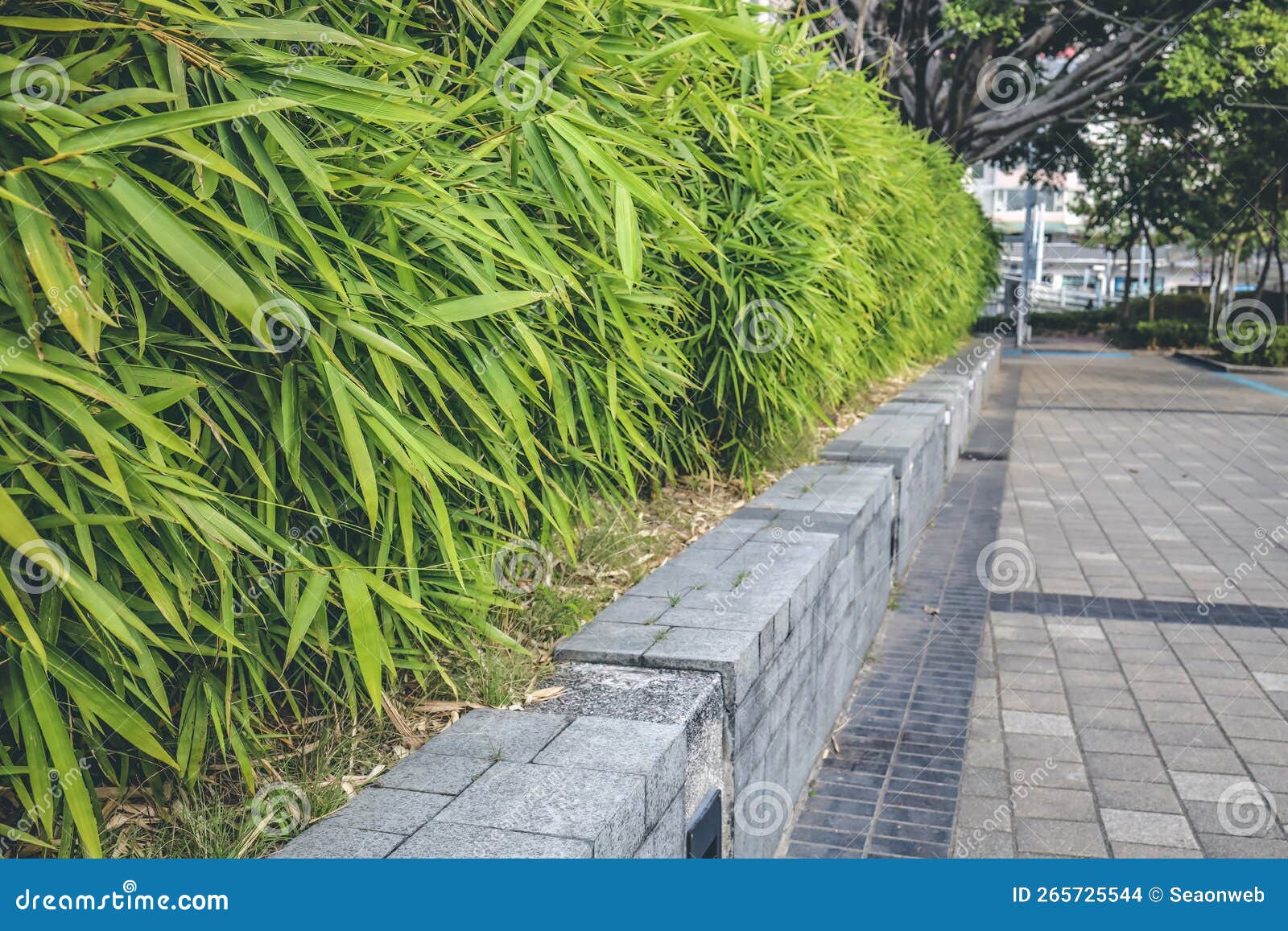 4 Jan 2022 the Bamboo Forest Wall in Park, Hk Stock Photo - Image of ...