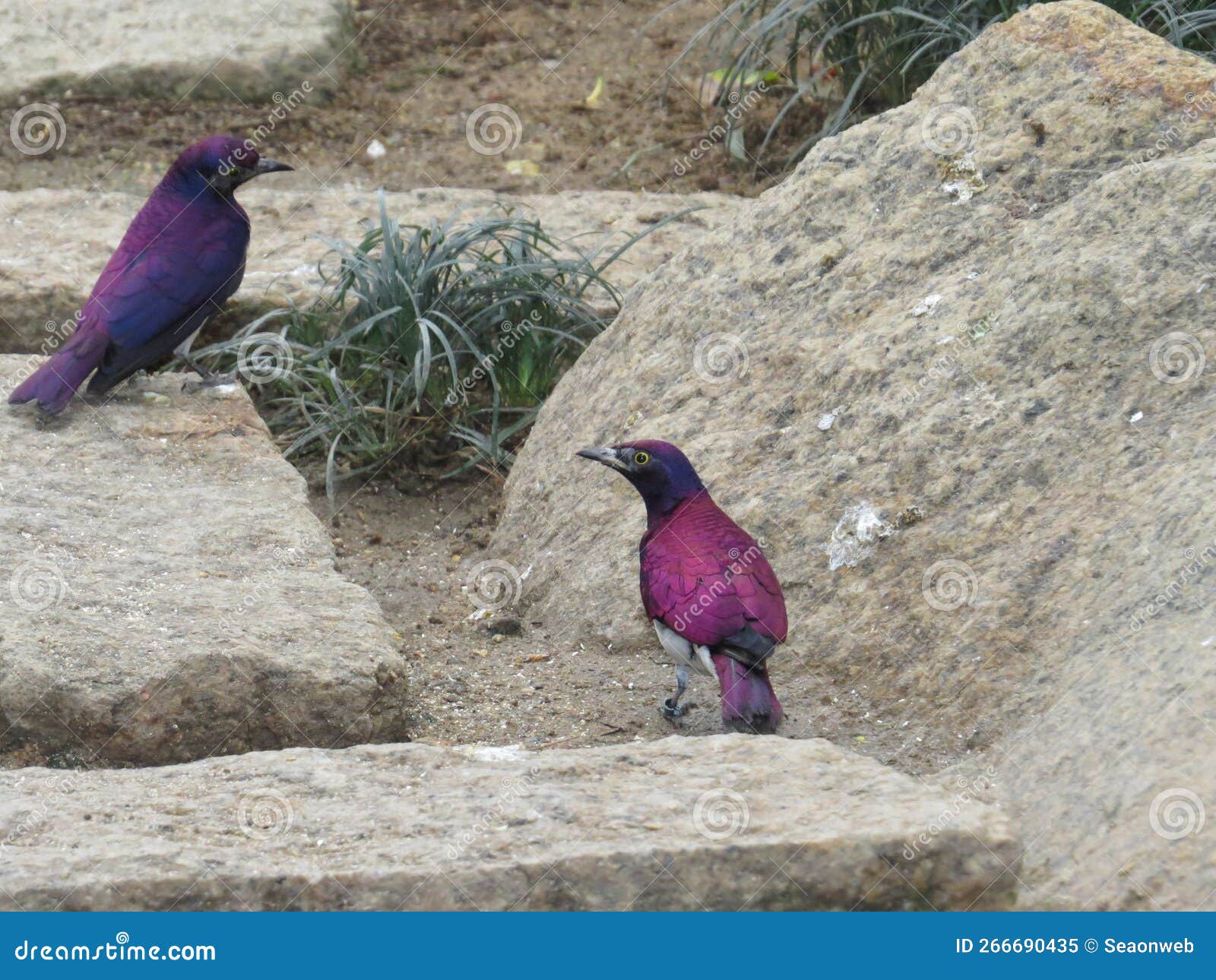 15 Jan 2003 Violet-backed Starling Resting on a Branch in Its Habitat ...