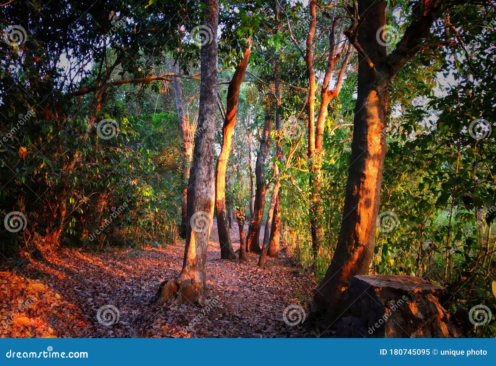 Janaki Forest , Forest Images , Wildlife ,trees Wallpaper Stock Image ...