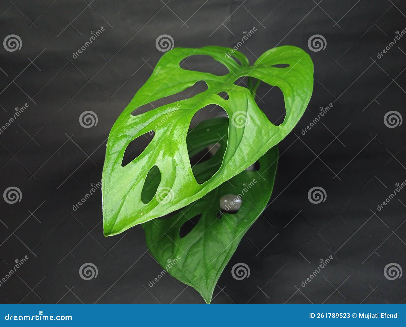 Janda Cartoons, Illustrations & Vector Stock Images - 9 Pictures to ...