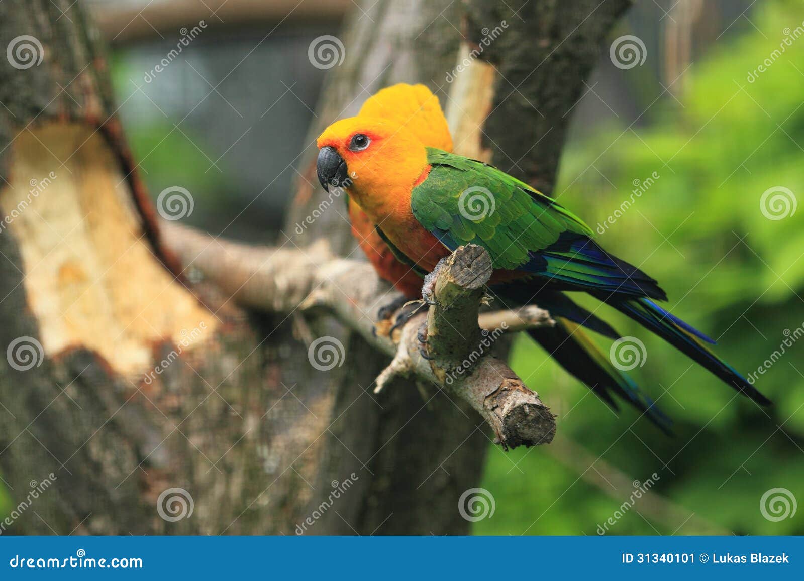 Jandaya conure stock image. Image of aratinga, bird, brazil - 31340101