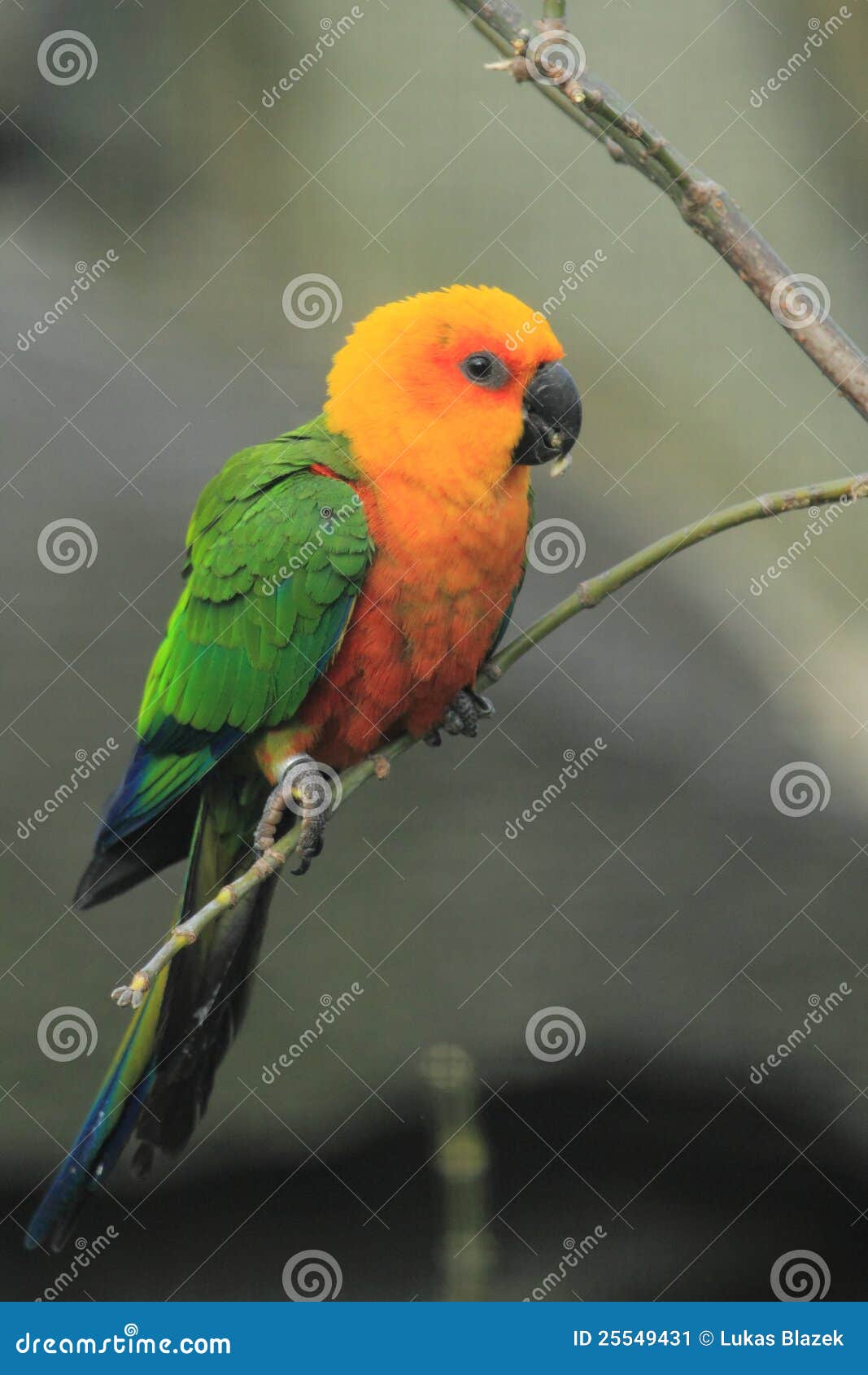 Jandaya Parakeet Or Jenday Conure Aratinga Jandaya Flying. A Flock Of ...
