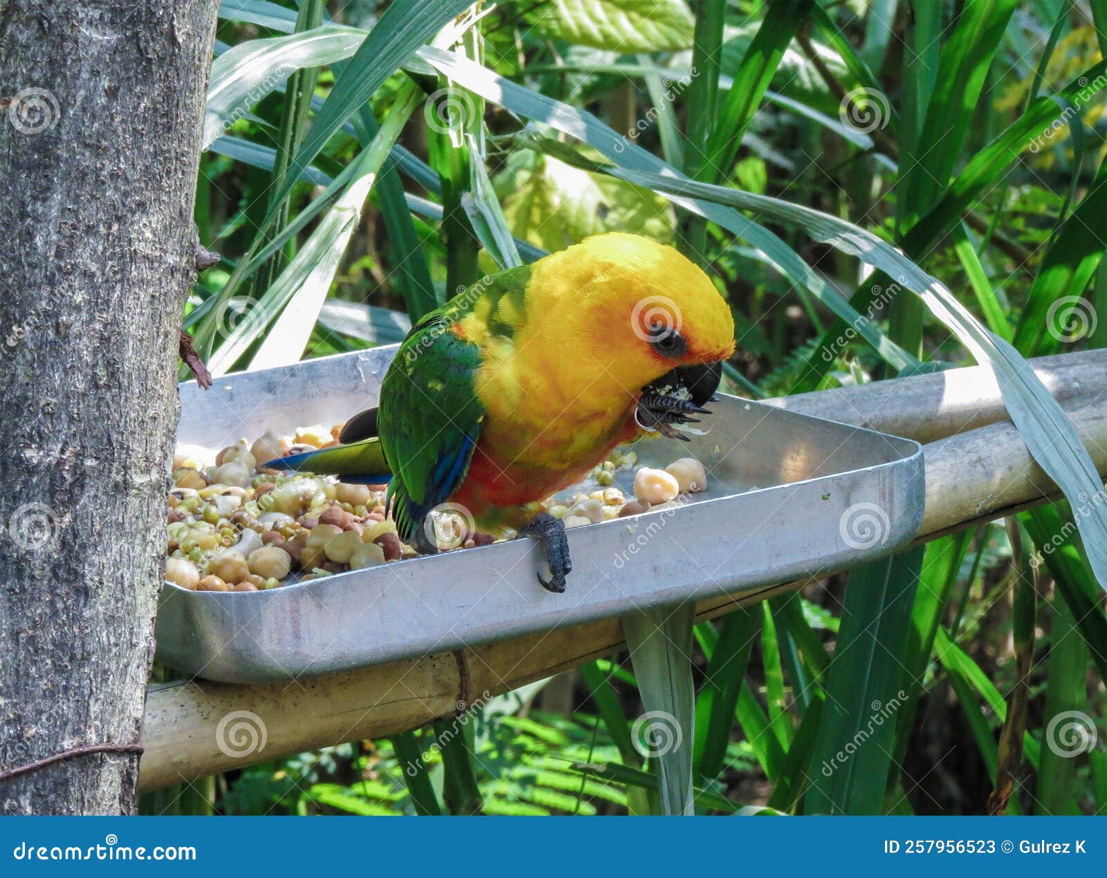 Jandaya Parakeet-Little Exotic Parrot Species Stock Image - Image of ... Jandaya Parakeet-Little Exotic Parrot Species Stock Image - Image of ...