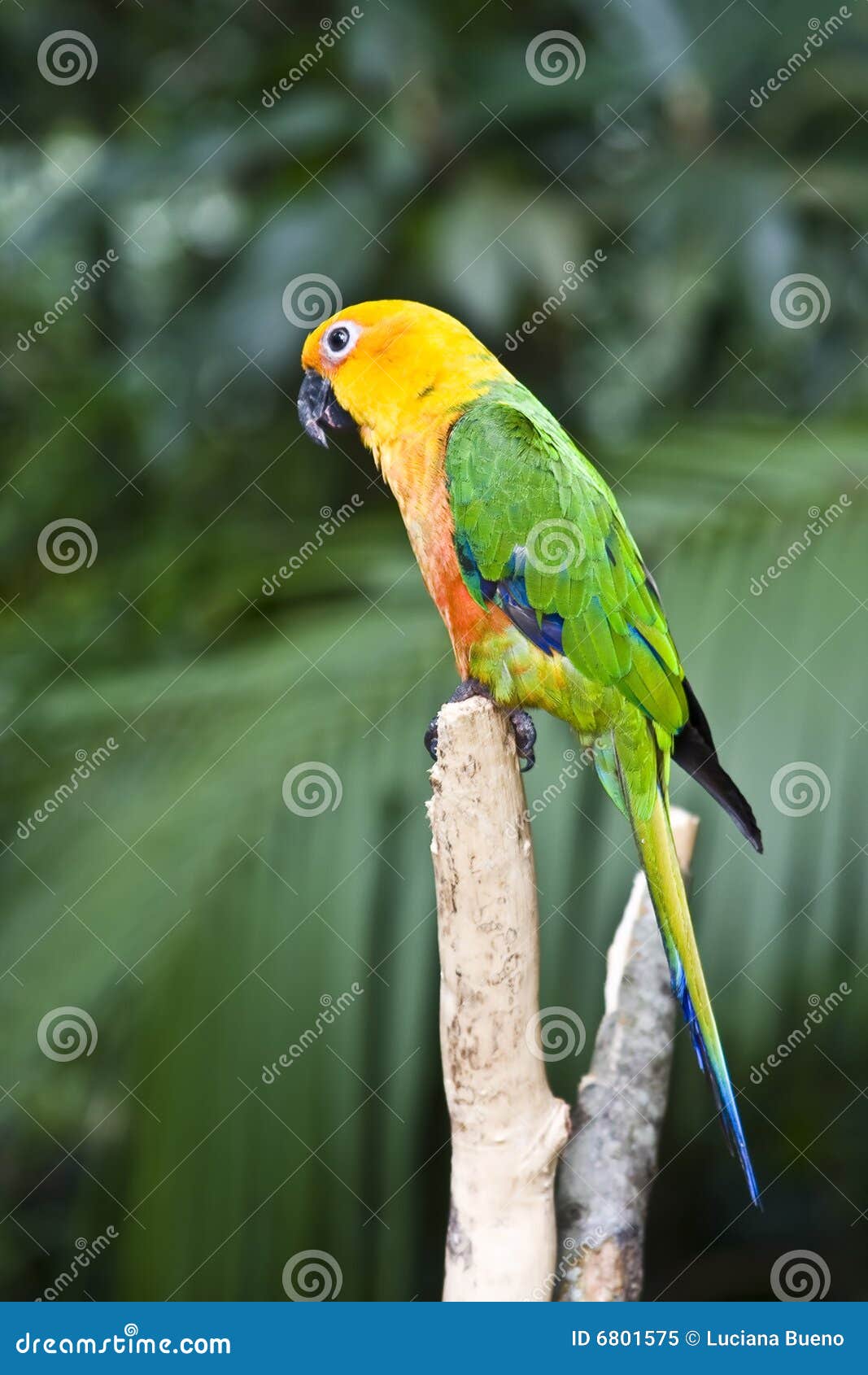 Jandaya Parakeet Or Jenday Conure Aratinga Jandaya Flying. A Flock Of ...
