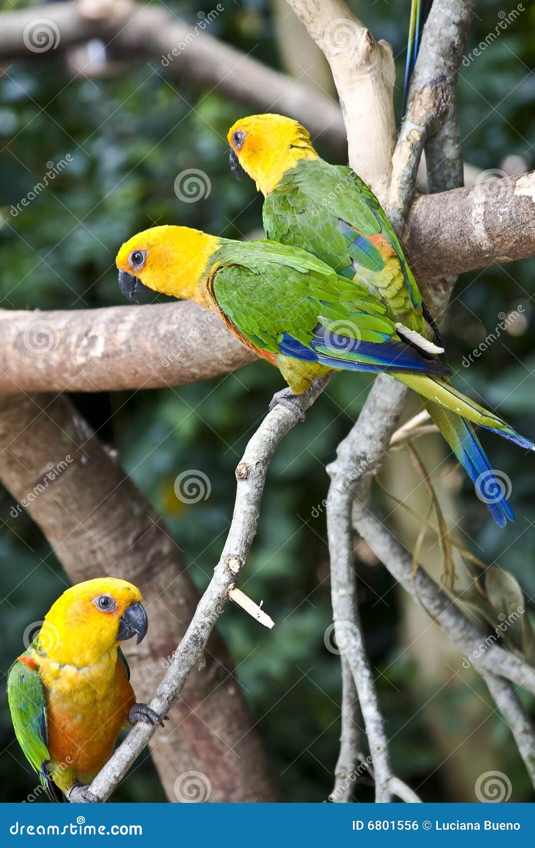 Jandaya Parakeet Or Jenday Conure Aratinga Jandaya Flying. A Flock Of ...