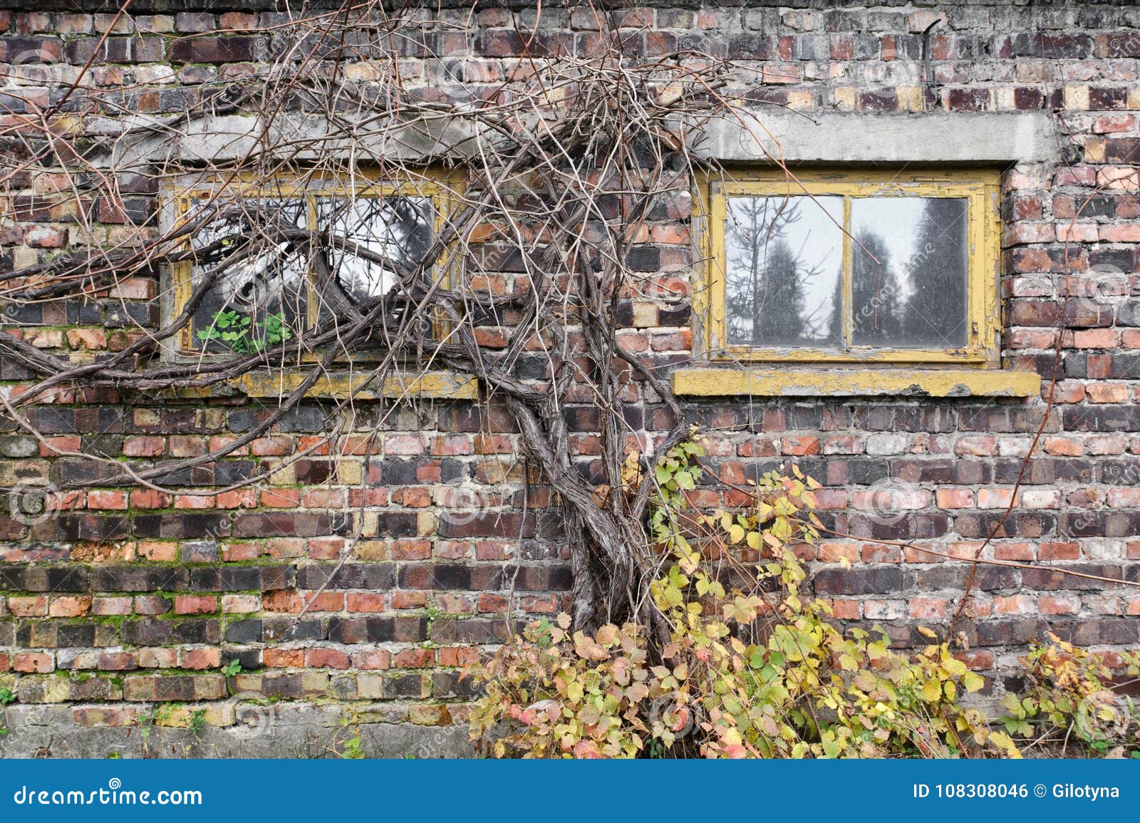 Janela Coberta Com a Planta De Videira Seca Foto de Stock - Imagem de ...