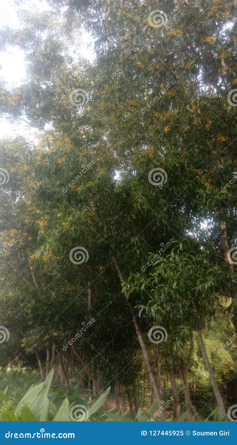 Jangal stock image. Image of bani, india, jangal, tree - 127445925