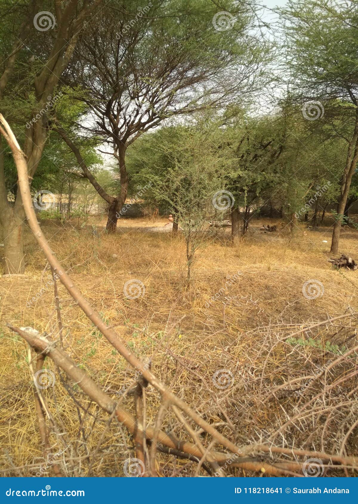 Jangal and nature stock image. Image of summer, holidays - 118218641