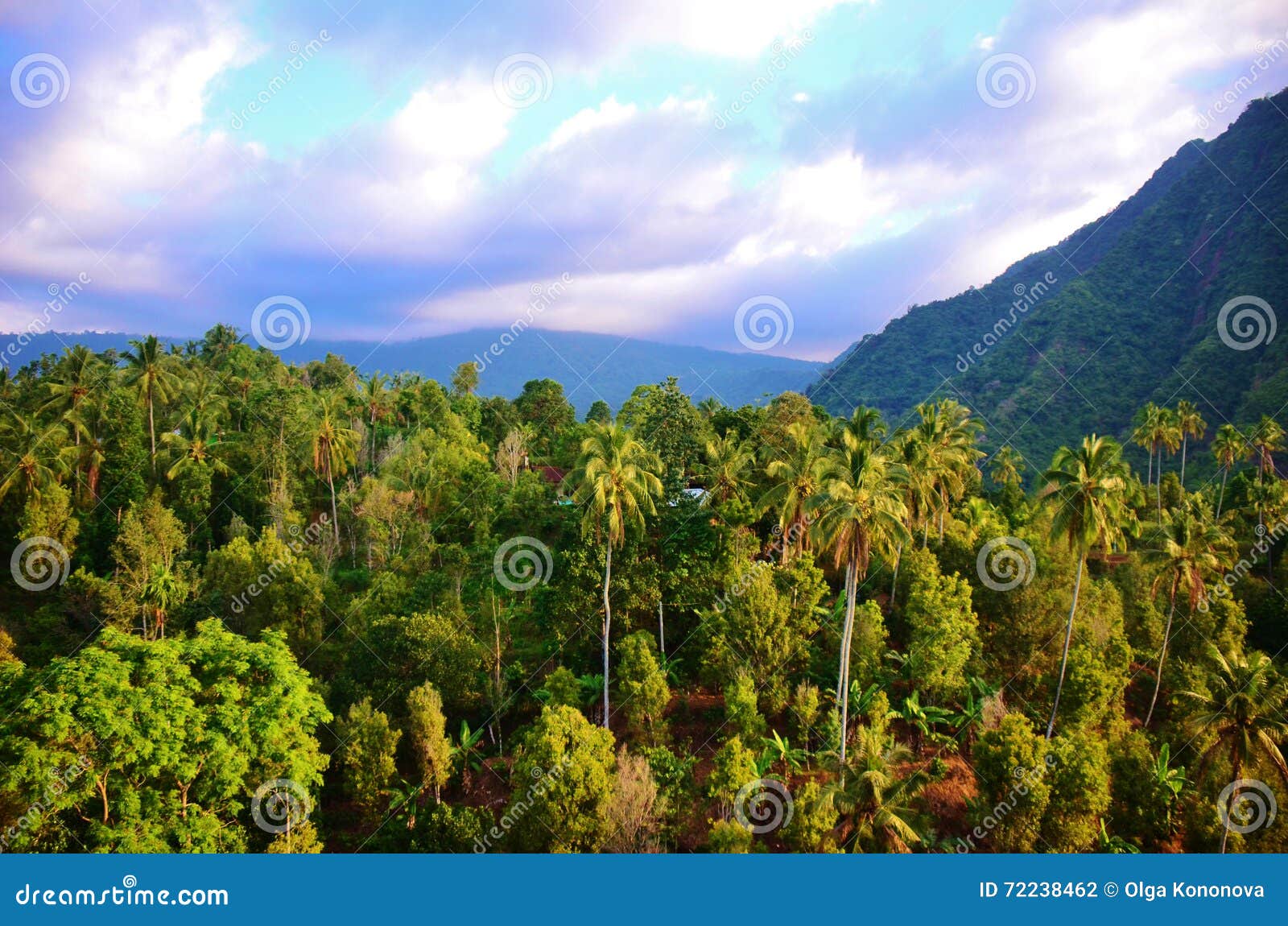 Jangle stock photo. Image of idyllic, panorama, island - 72238462