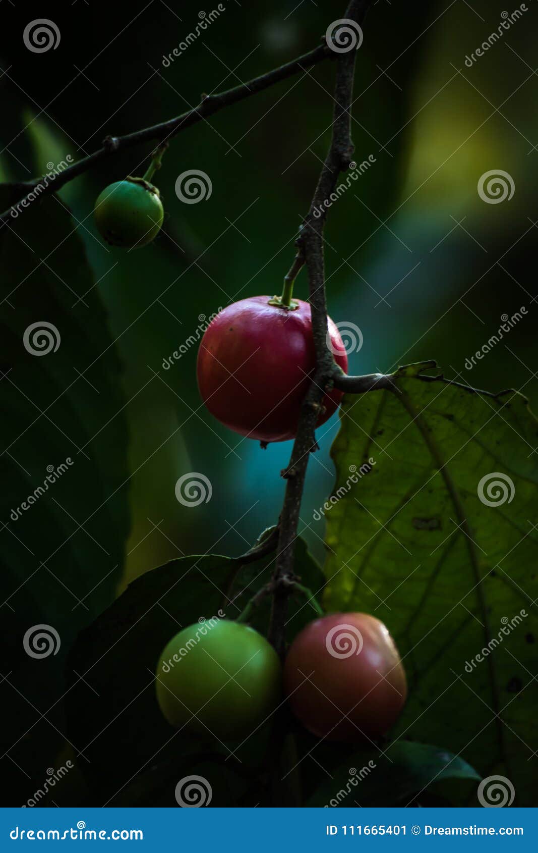 Jangomas De Flacourtia Prune Ndian De Café Image stock - Image du ...