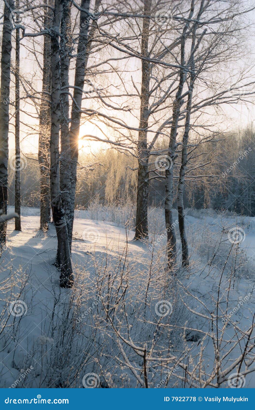 January day in the forest stock photo. Image of forest - 7922778