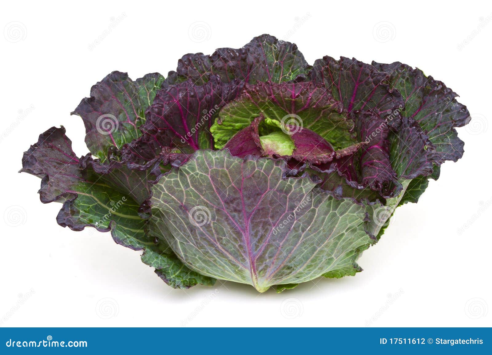 January king cabbage stock photo. Image of freshness - 17511612