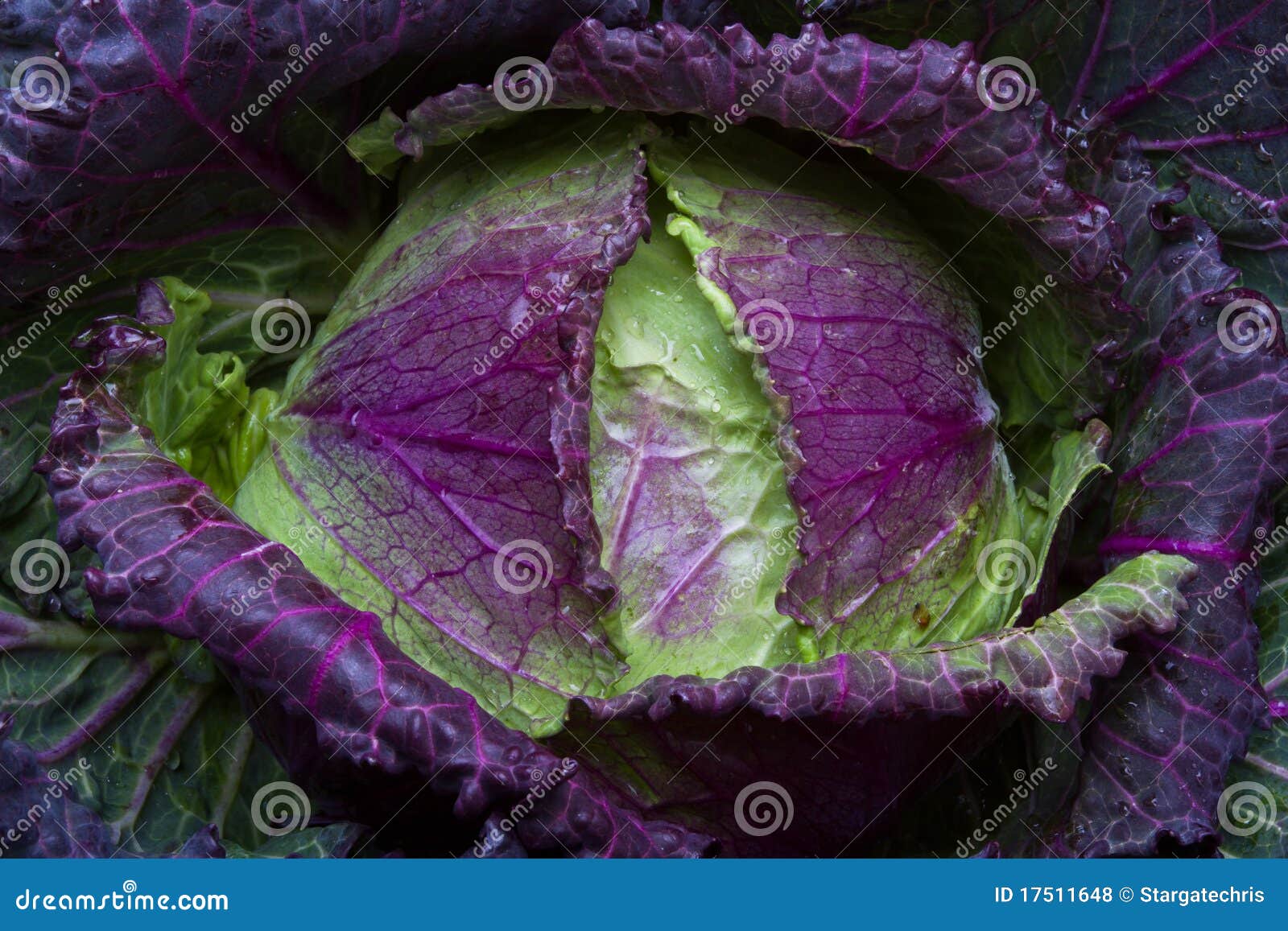 January King Cabbage stock photo. Image of compact, nature - 17511648