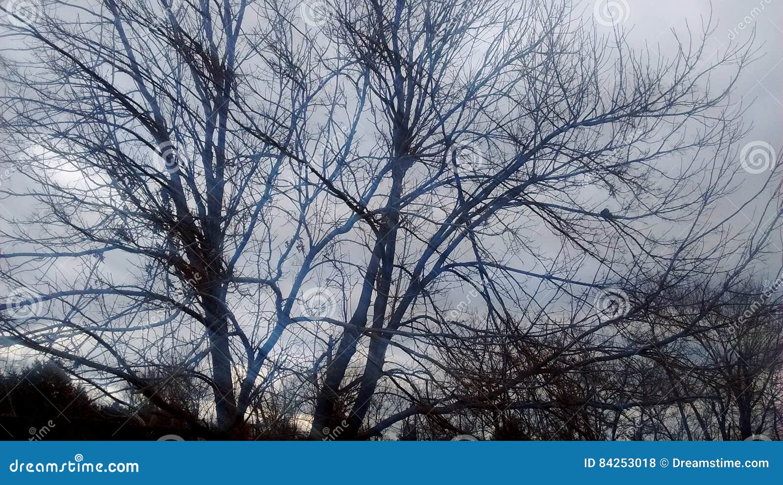 January Nature stock photo. Image of bare, nature, tree - 84253018