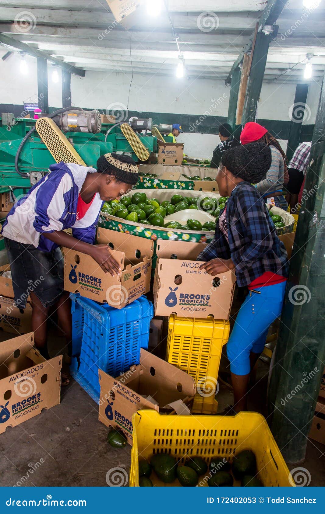 January 20, 2020 Ocoa, Dominican Republic. Dramatic Image of a Avocado ...