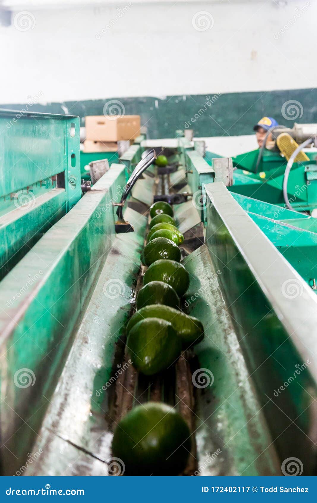 January 20, 2020 Ocoa, Dominican Republic. Dramatic Image of a Avocado ...