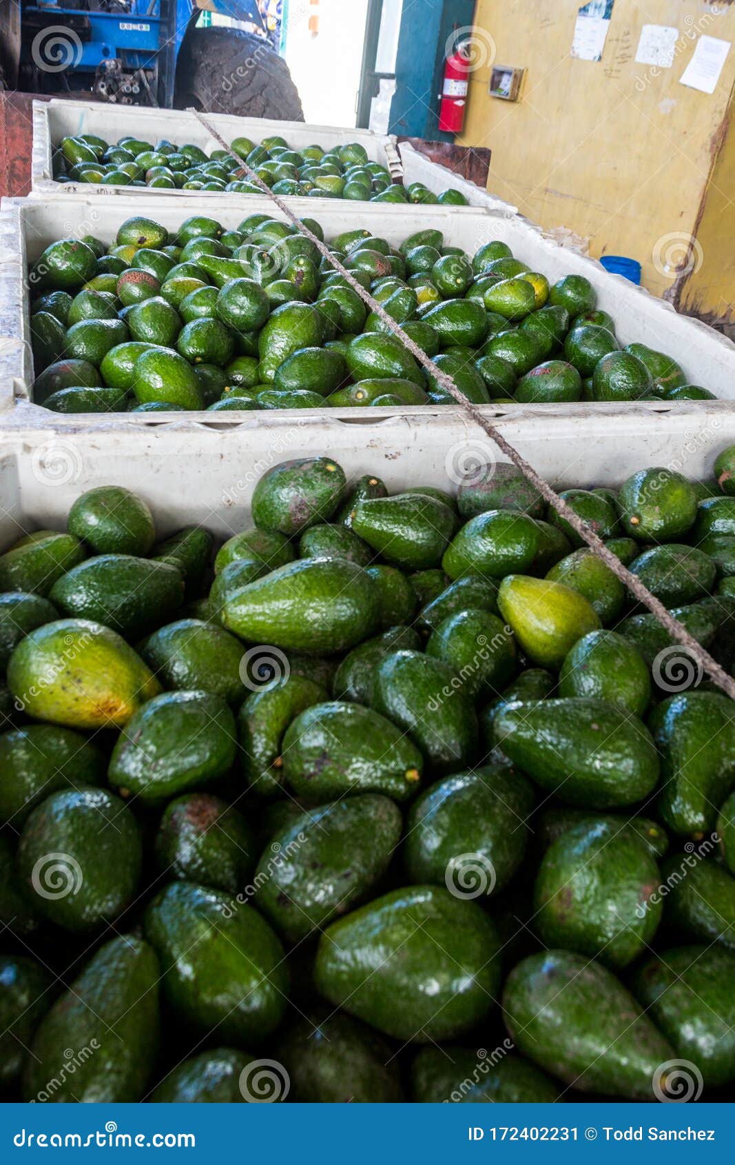 January 20, 2020 Ocoa, Dominican Republic. Dramatic Image of a Avocado ...