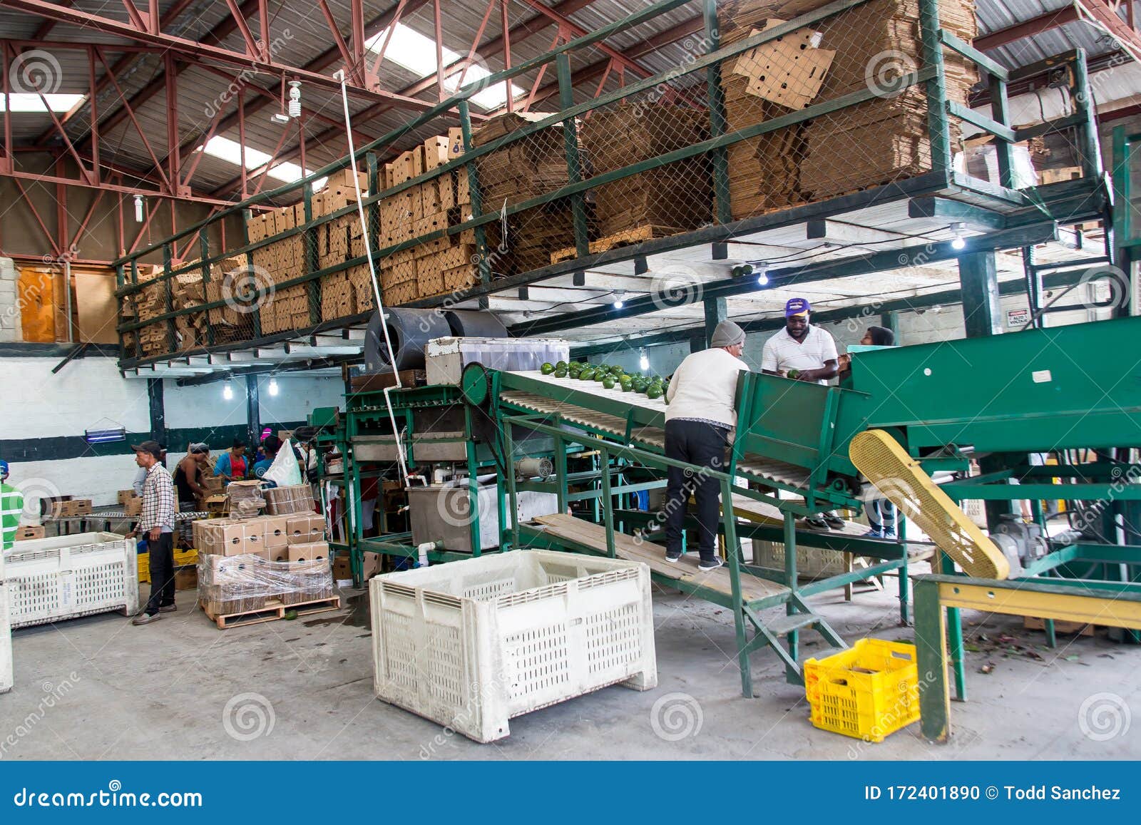 January 20, 2020 Ocoa, Dominican Republic. Dramatic Image of a Avocado ...