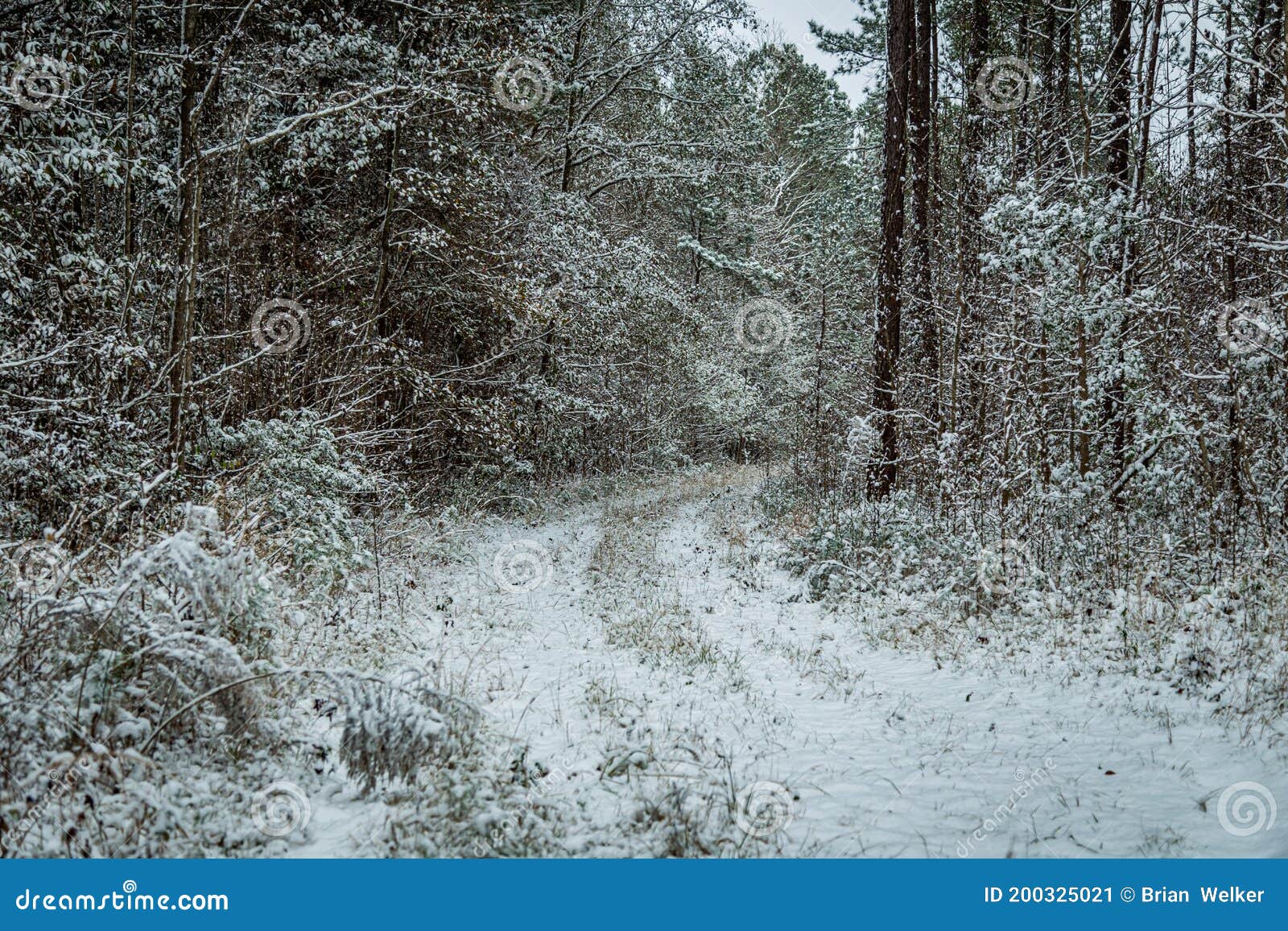 January Snow Day stock image. Image of snowfall, wonderland - 200325021
