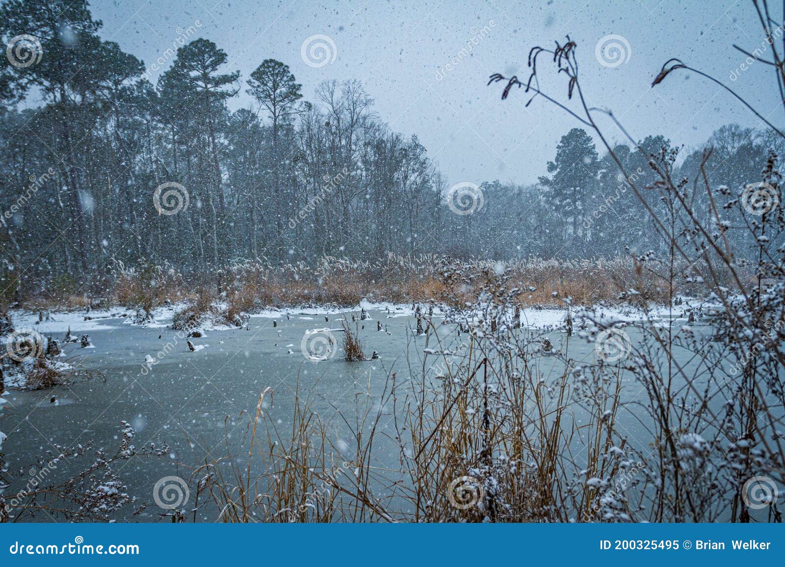 January Snow Day stock image. Image of southeast, covered - 200325495