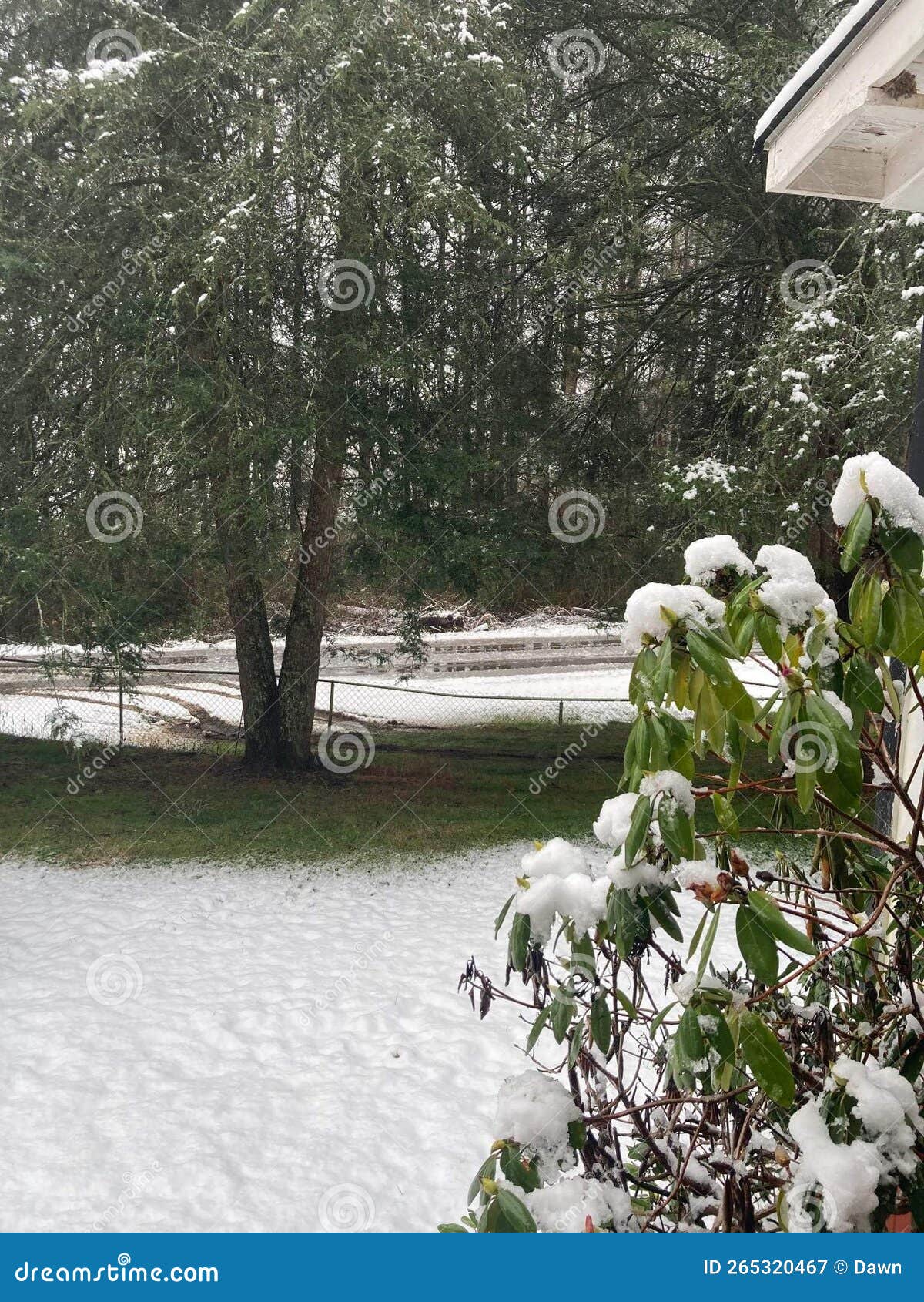 January snow storm lovely stock image. Image of snow - 265320467